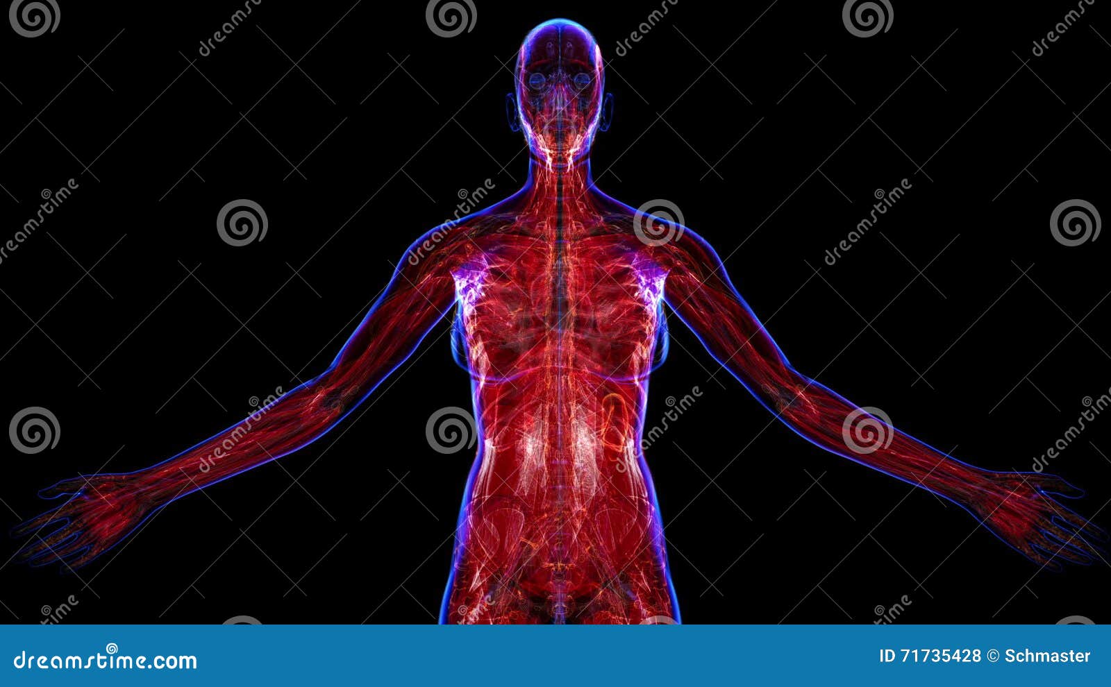 Female Muscular system stock footage. Video of female - 71735428