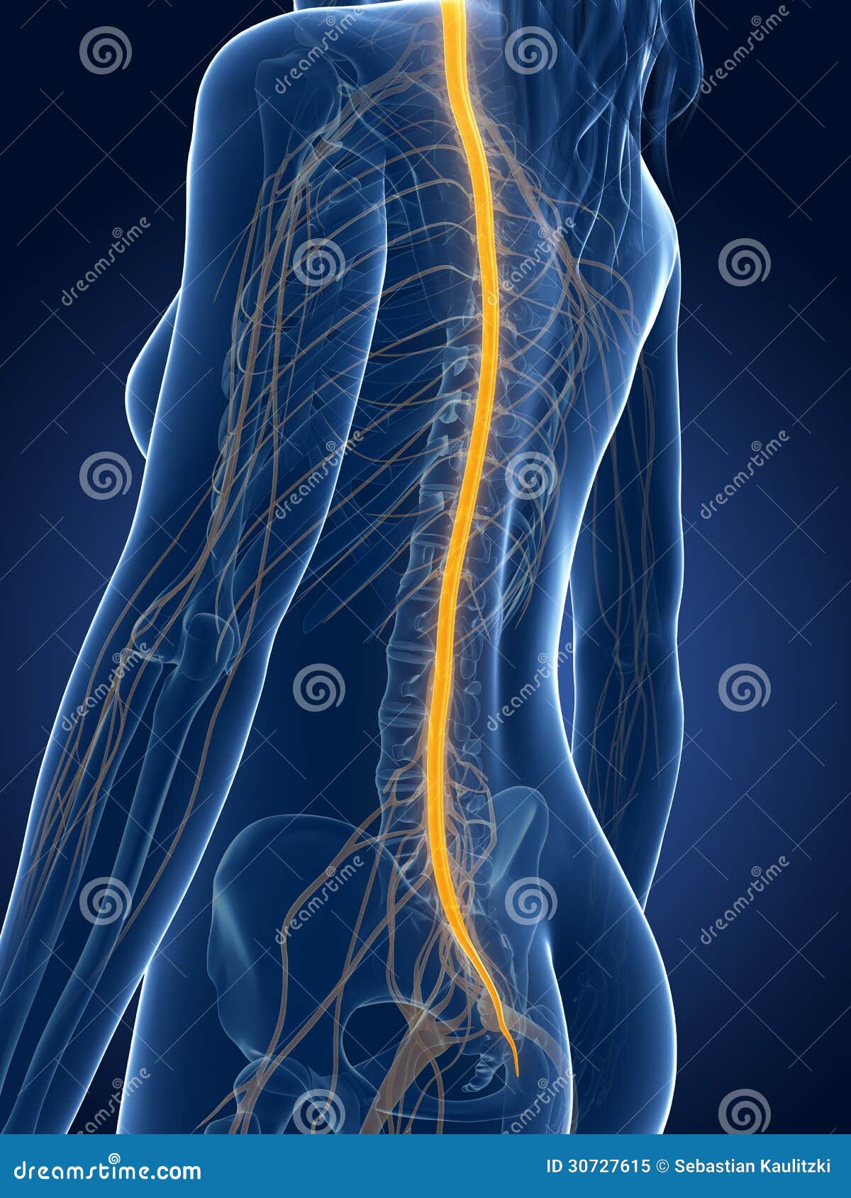 Female Cerebellum Brain Anatomy - Blue Concept Royalty-Free Stock Photo ...