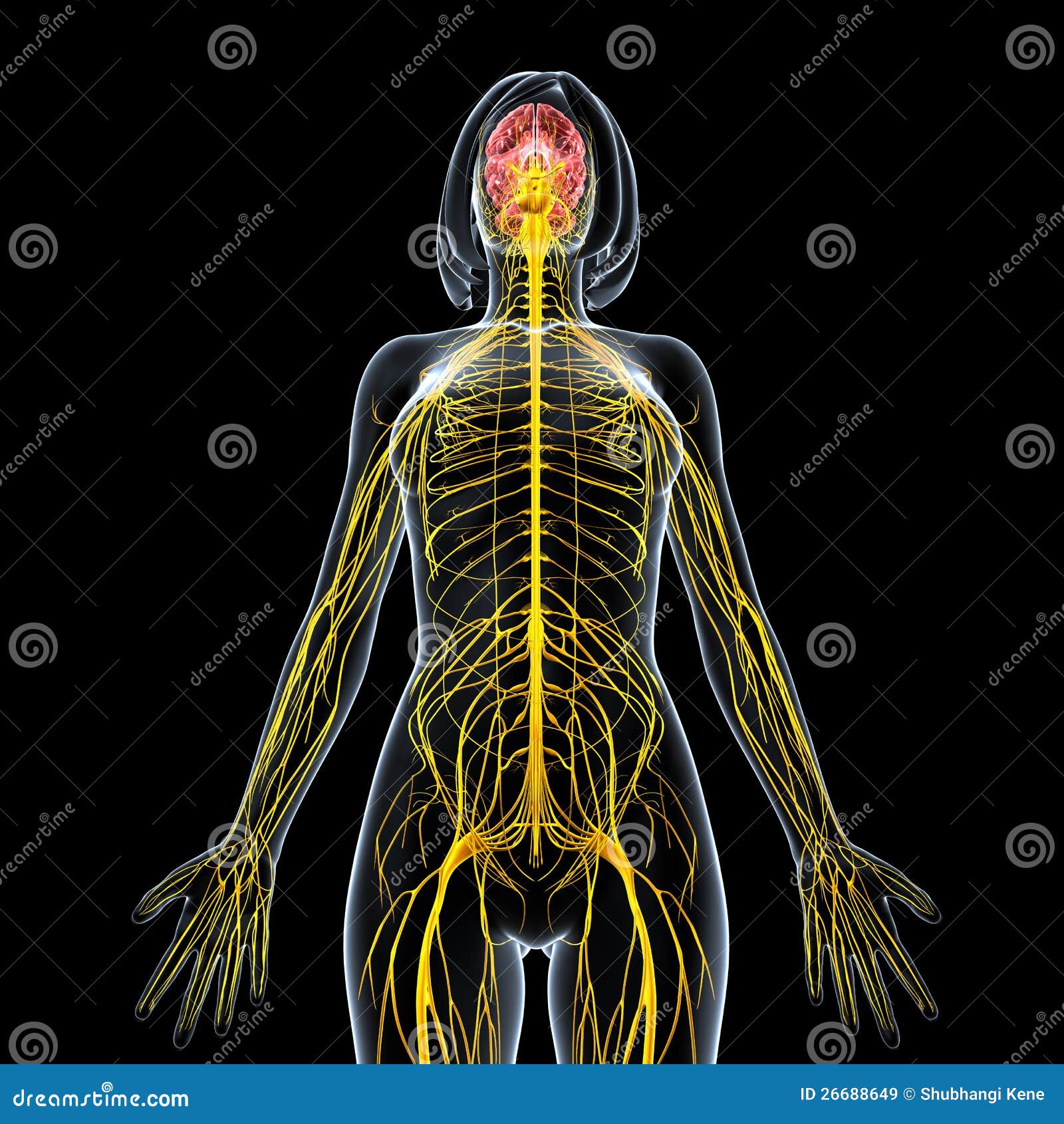 Female Nervous System in Black Stock Illustration - Illustration of ...