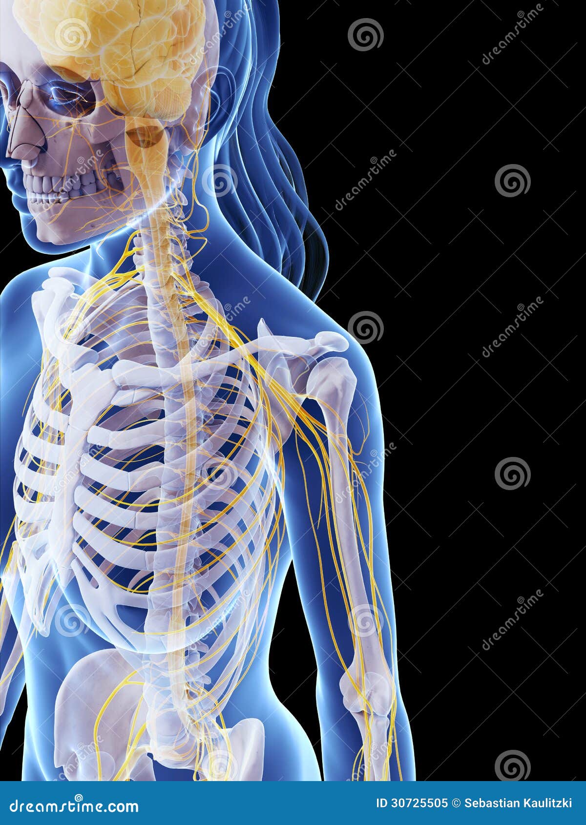 Female nervous system stock illustration. Illustration of nerve - 30725505