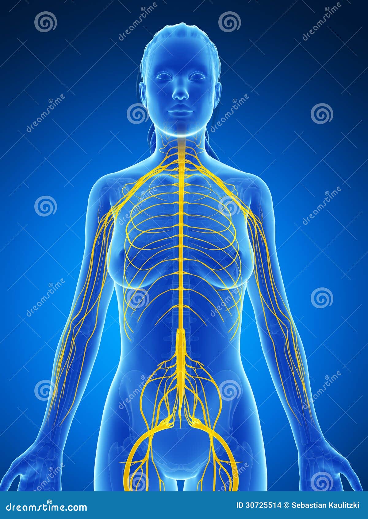 Female nervous system stock illustration. Illustration of crosssection ...