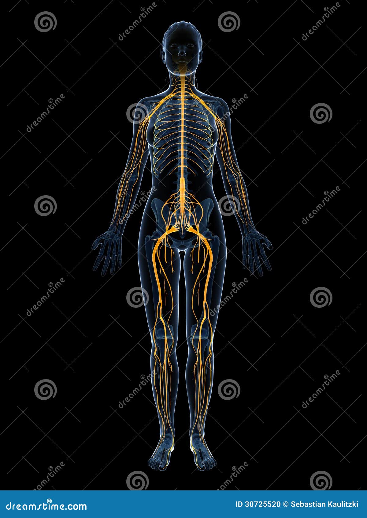 Female Nervous System Stock Photo - Image: 30725520
