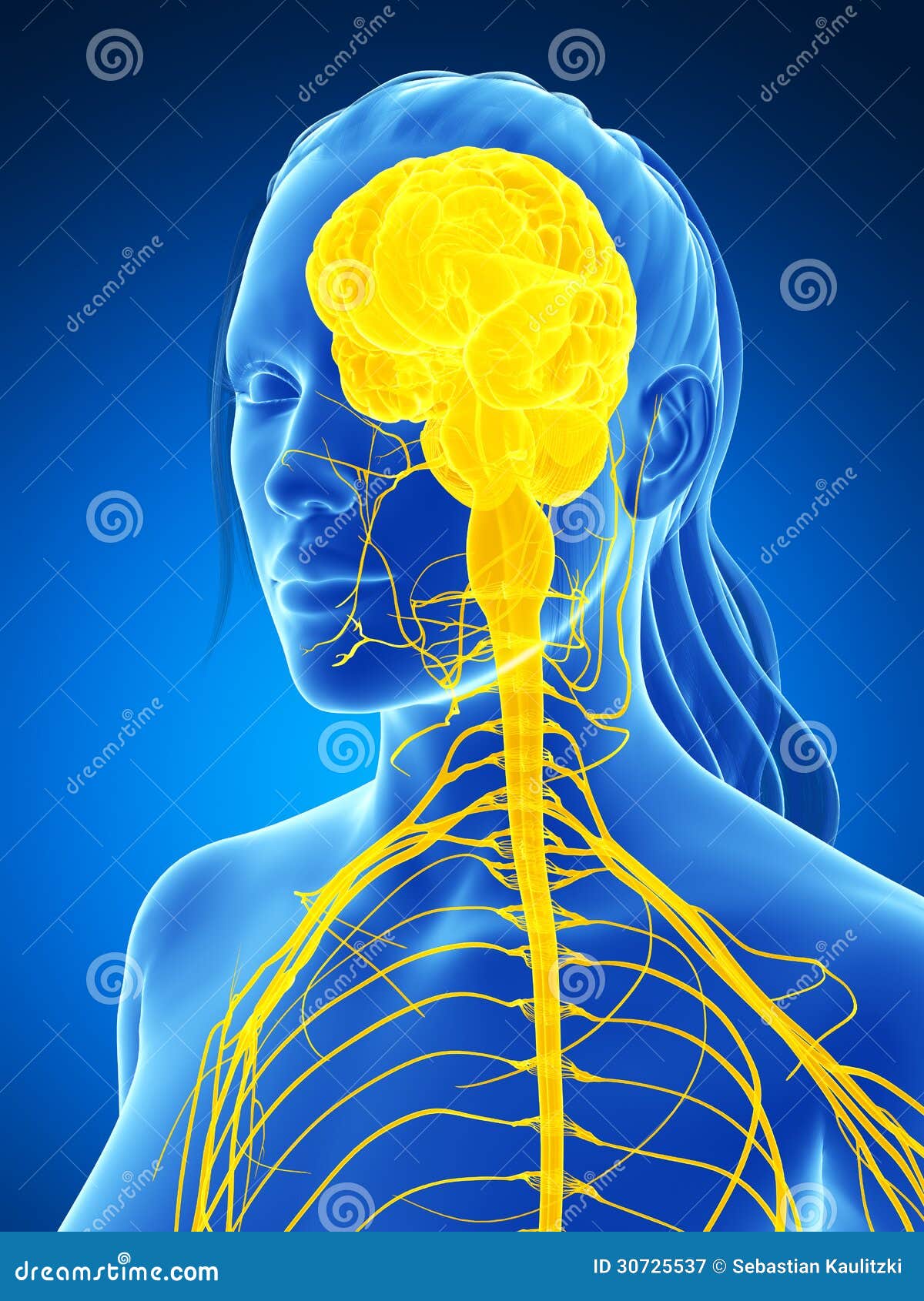 Female nervous system stock illustration. Illustration of health - 30725537