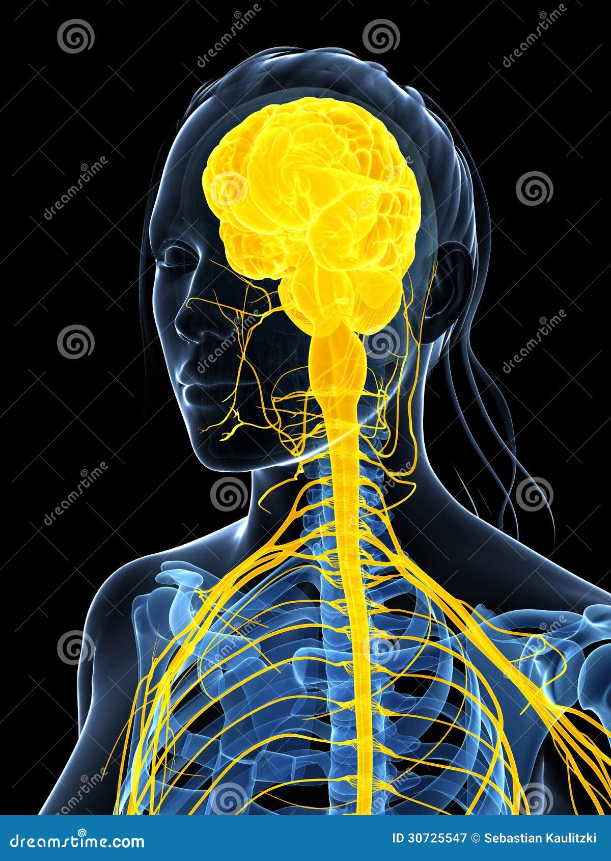 Female nervous system stock illustration. Illustration of healthy ...