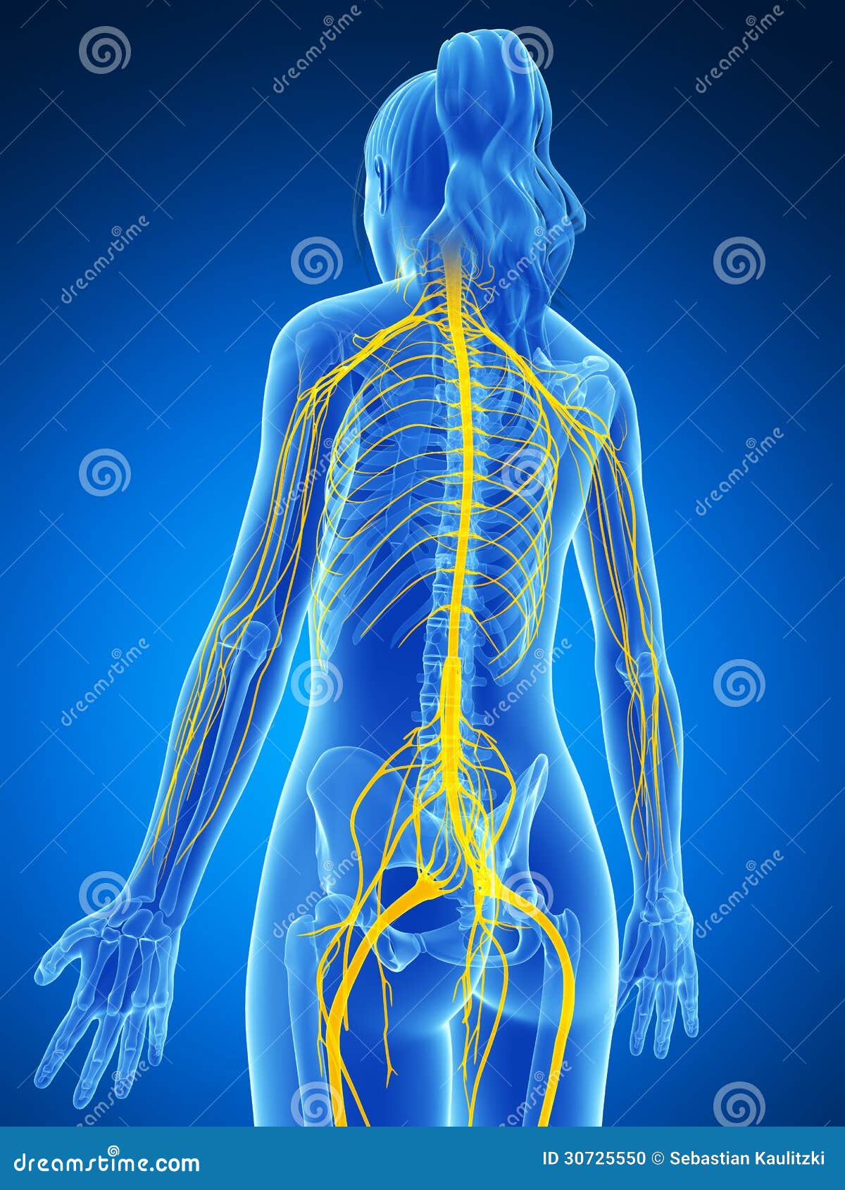 Female nervous system stock illustration. Illustration of plexus - 30725550