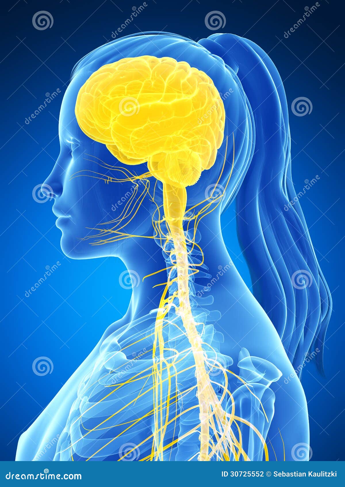 Nervous System Of Human Body With Nerve Network Anatomy Outline Diagram ...