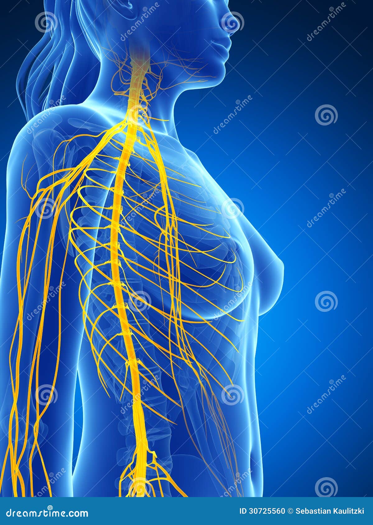 Female nervous system stock illustration. Illustration of nerve - 30725560