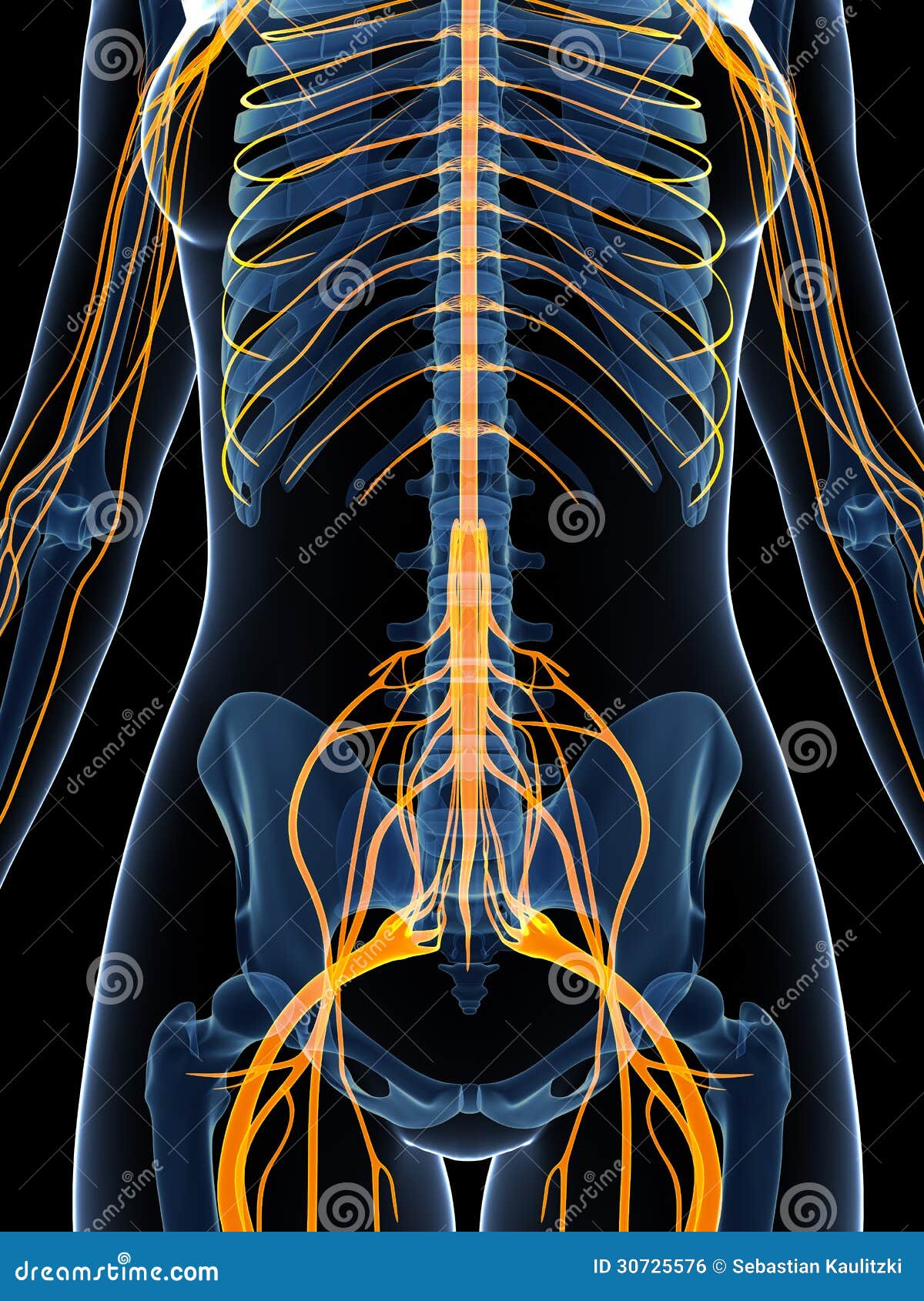 Female nervous system stock illustration. Illustration of cerebellum ...