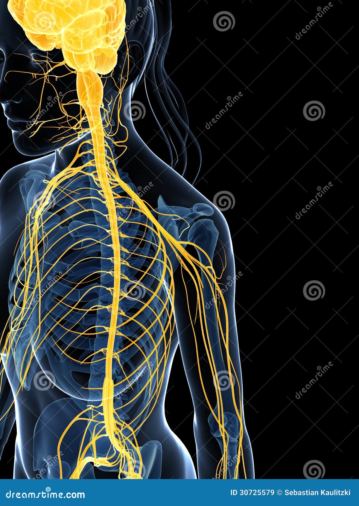 Female nervous system stock illustration. Illustration of female - 30725579