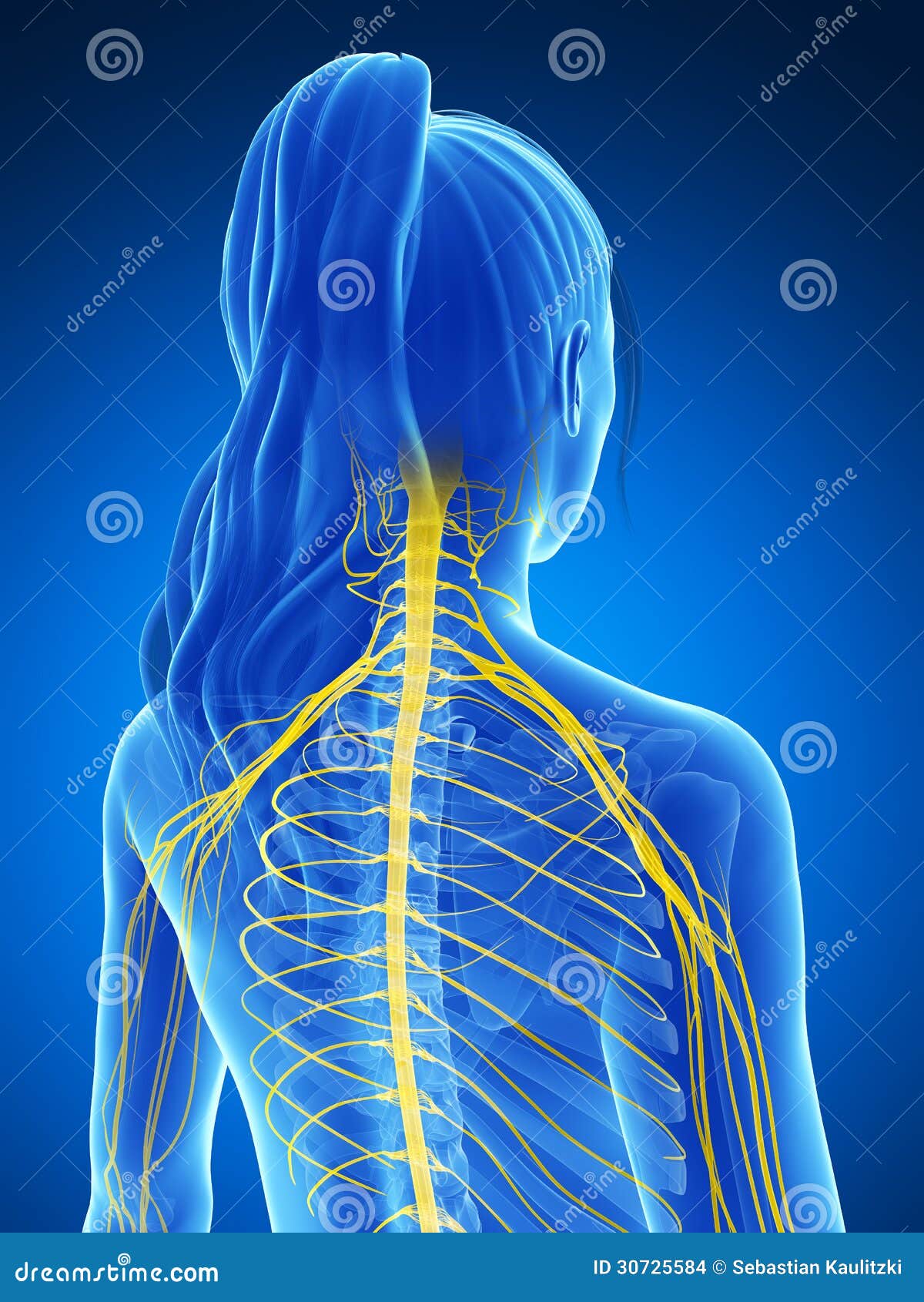 Female nervous system stock illustration. Illustration of crosssection ...