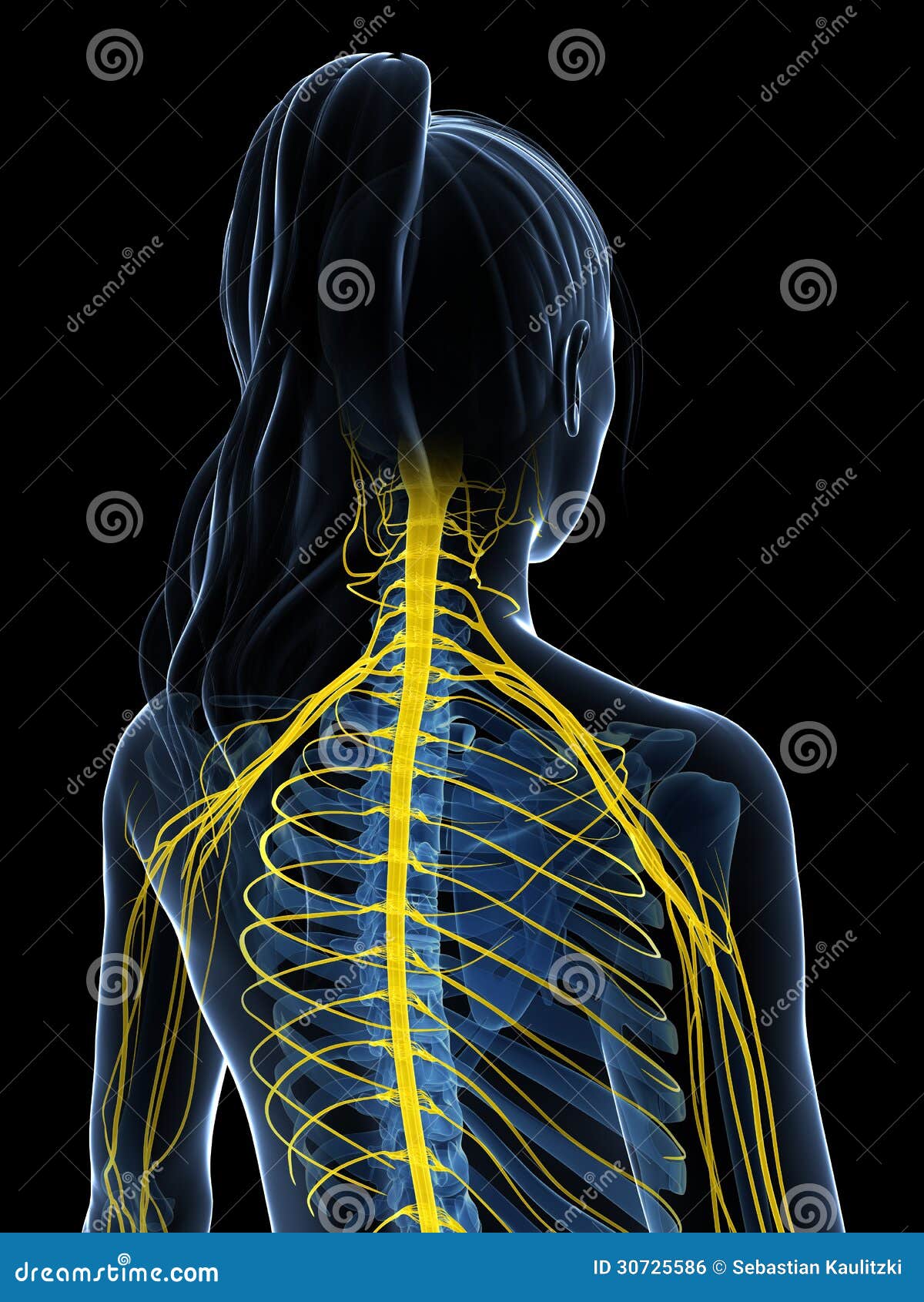 Female Nervous System Royalty-Free Illustration | CartoonDealer.com ...