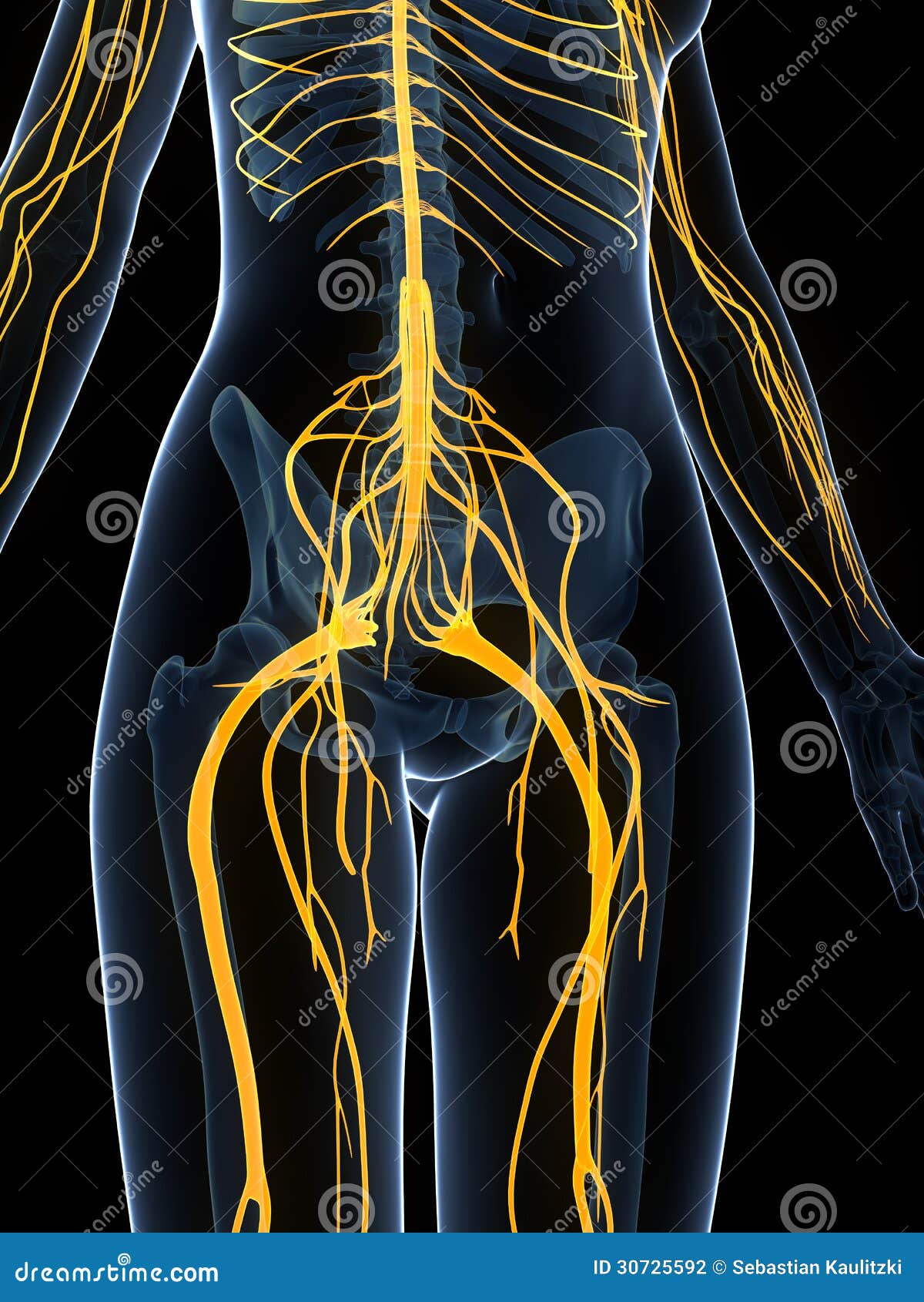 Female nervous system stock illustration. Illustration of radial - 30725592