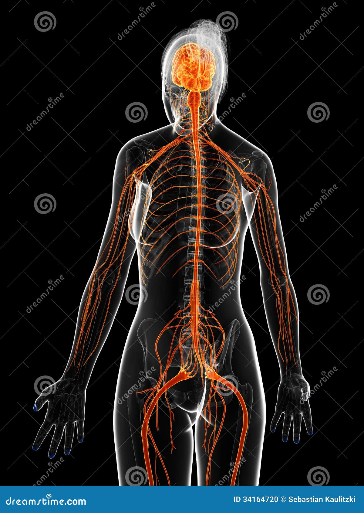 Female nervous system stock illustration. Illustration of woman - 34164720