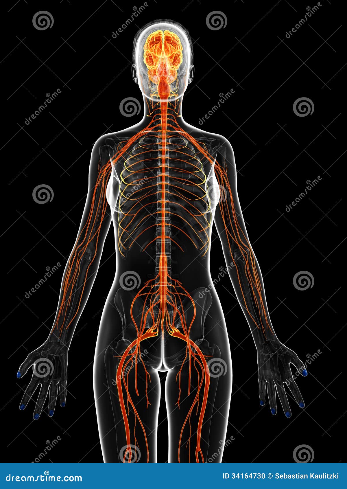 The female nervous system stock illustration. Illustration of orange ...