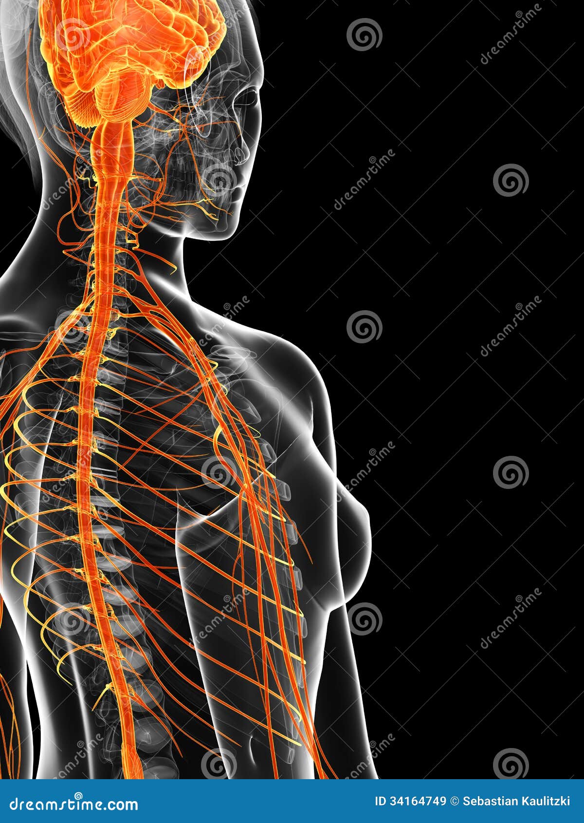 The female nervous system stock illustration. Illustration of nerve ...