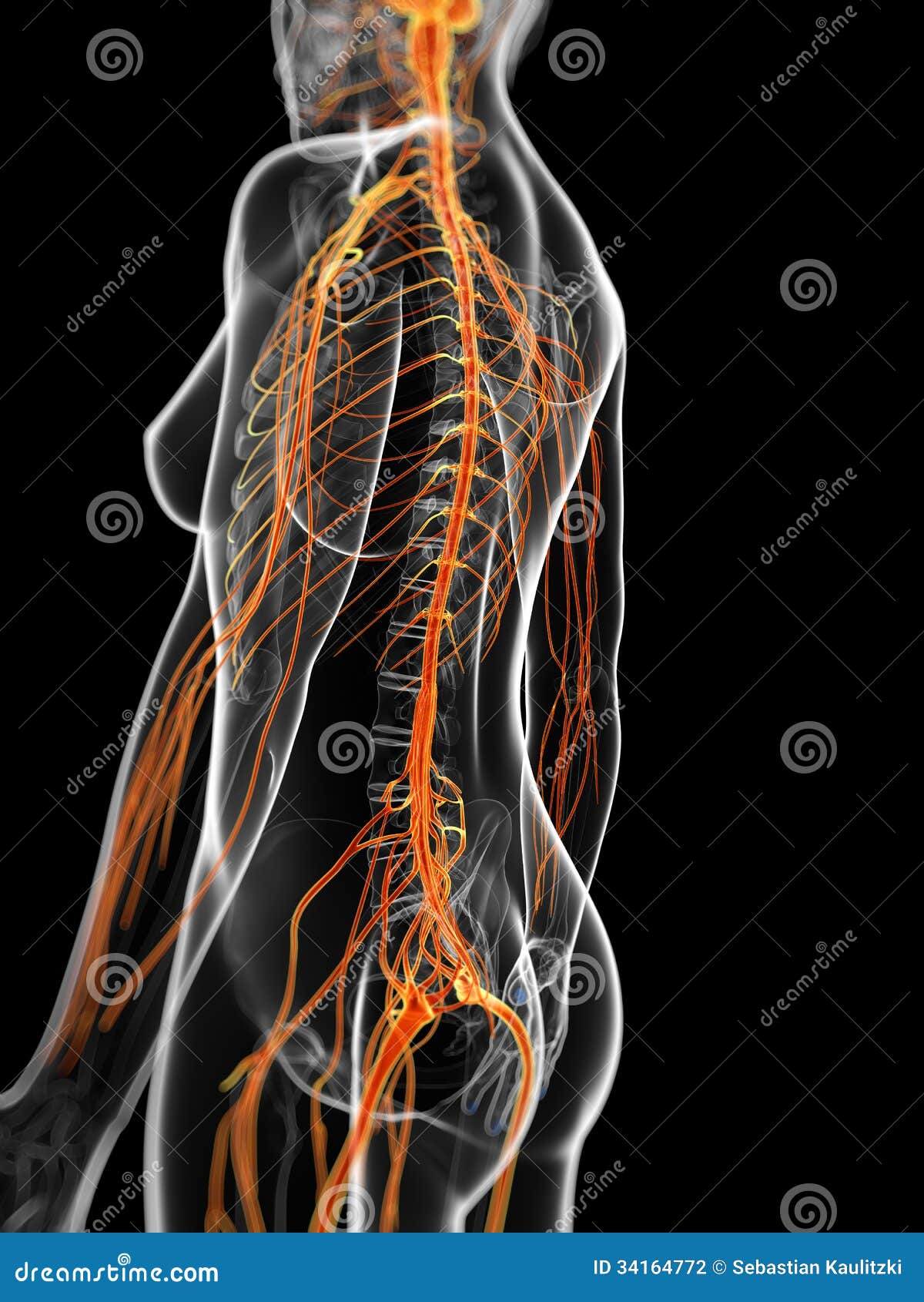 The female nervous system stock illustration. Illustration of nervous ...