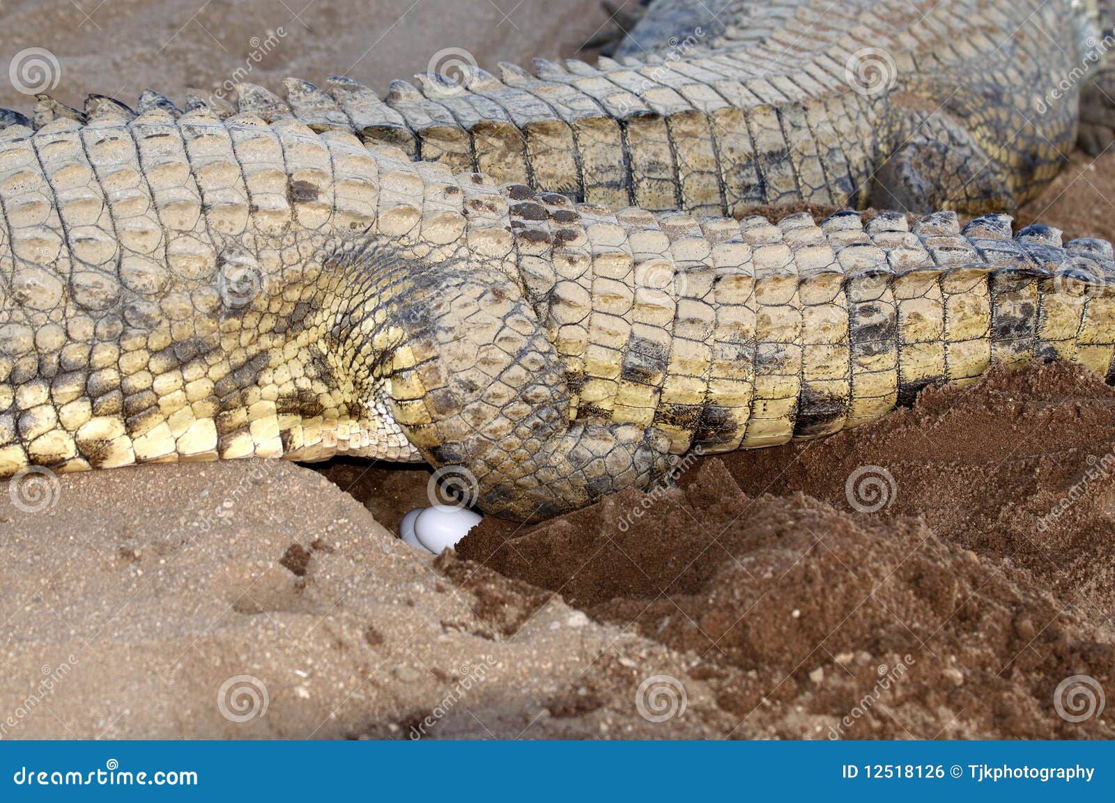 Female Nile Crocodile Laying Eggs Stock Photo - Image of animal ...