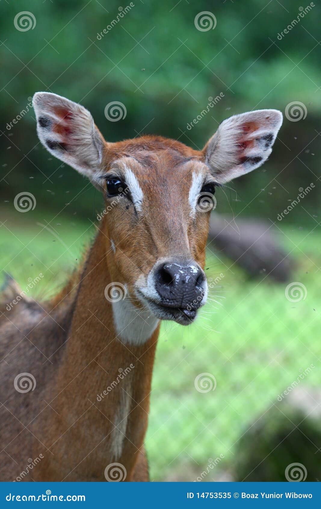 A Female Nilgai stock image. Image of india, calf, asiatic - 14753535