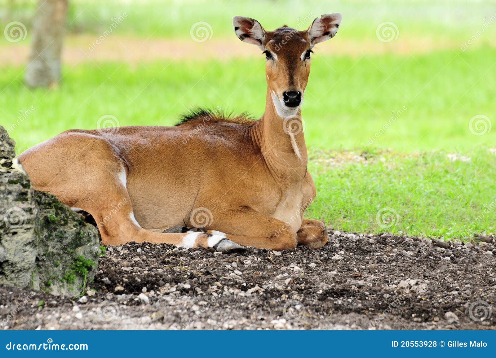 Female Nilgai Antelope stock photo. Image of africa, herd - 20553928
