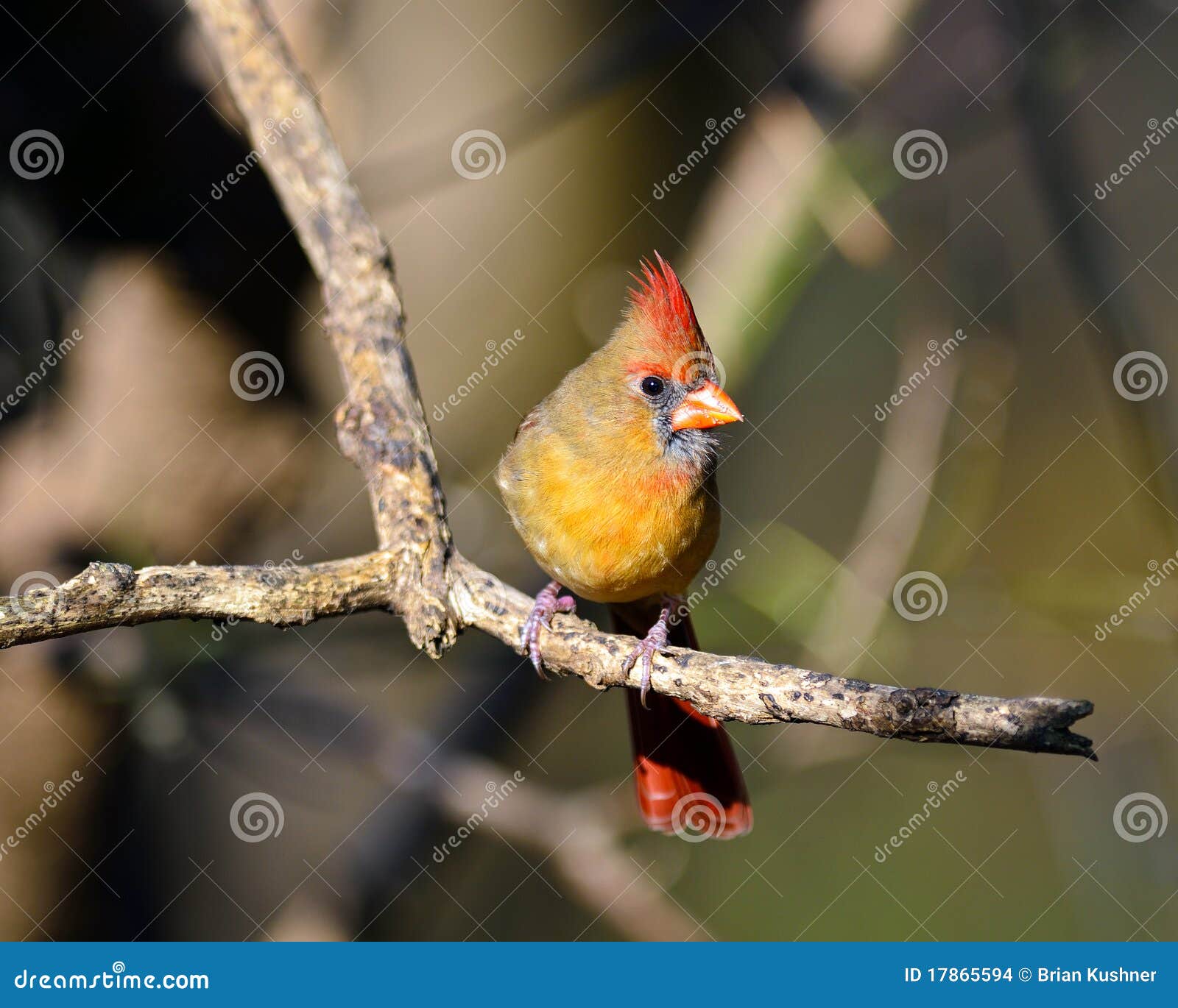 Female Northern Cardinal In Tree Stock Photography | CartoonDealer.com ...
