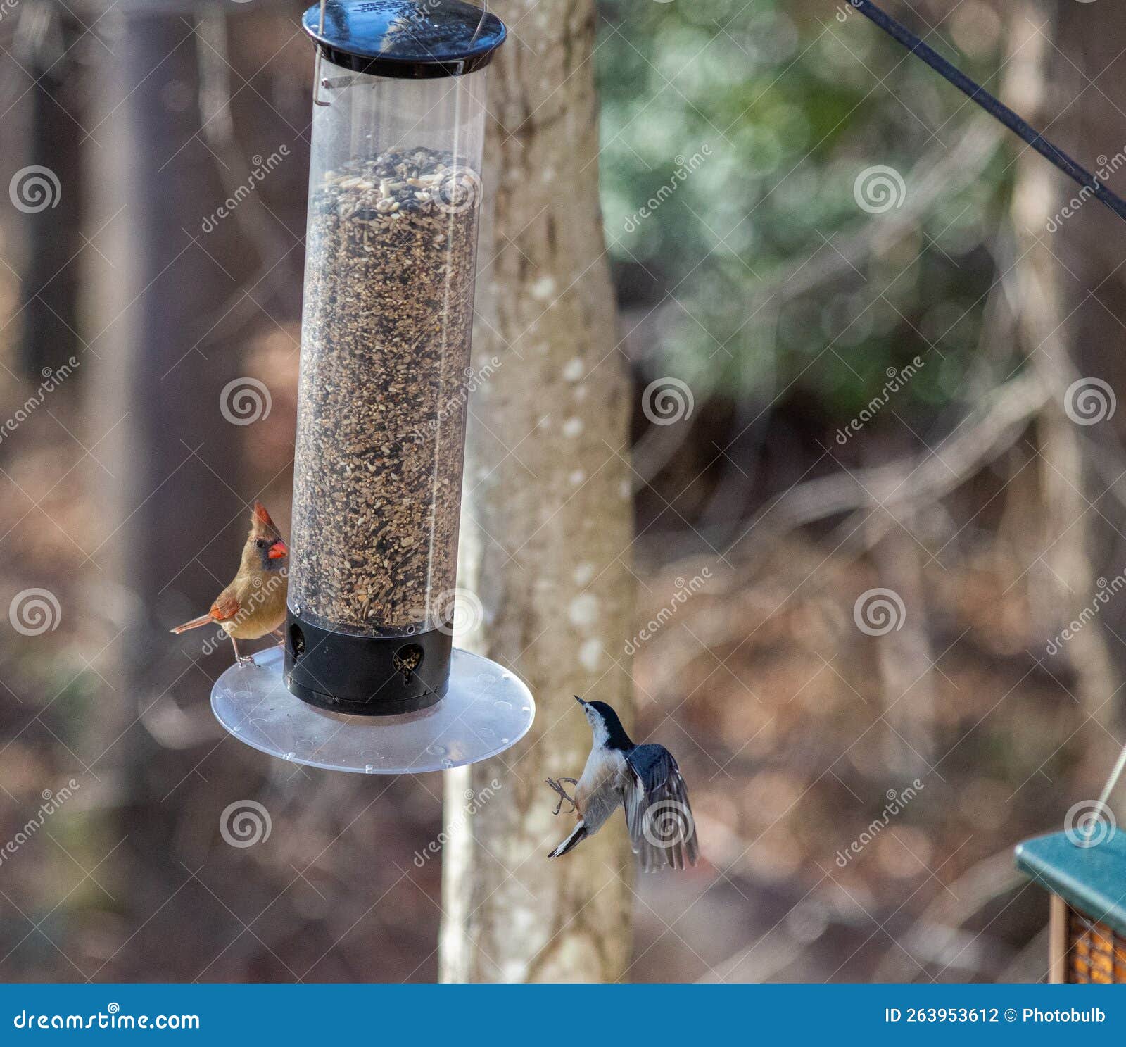 Female Northern Cardinal with White-Breasted Nuthatch Stock Photo ...