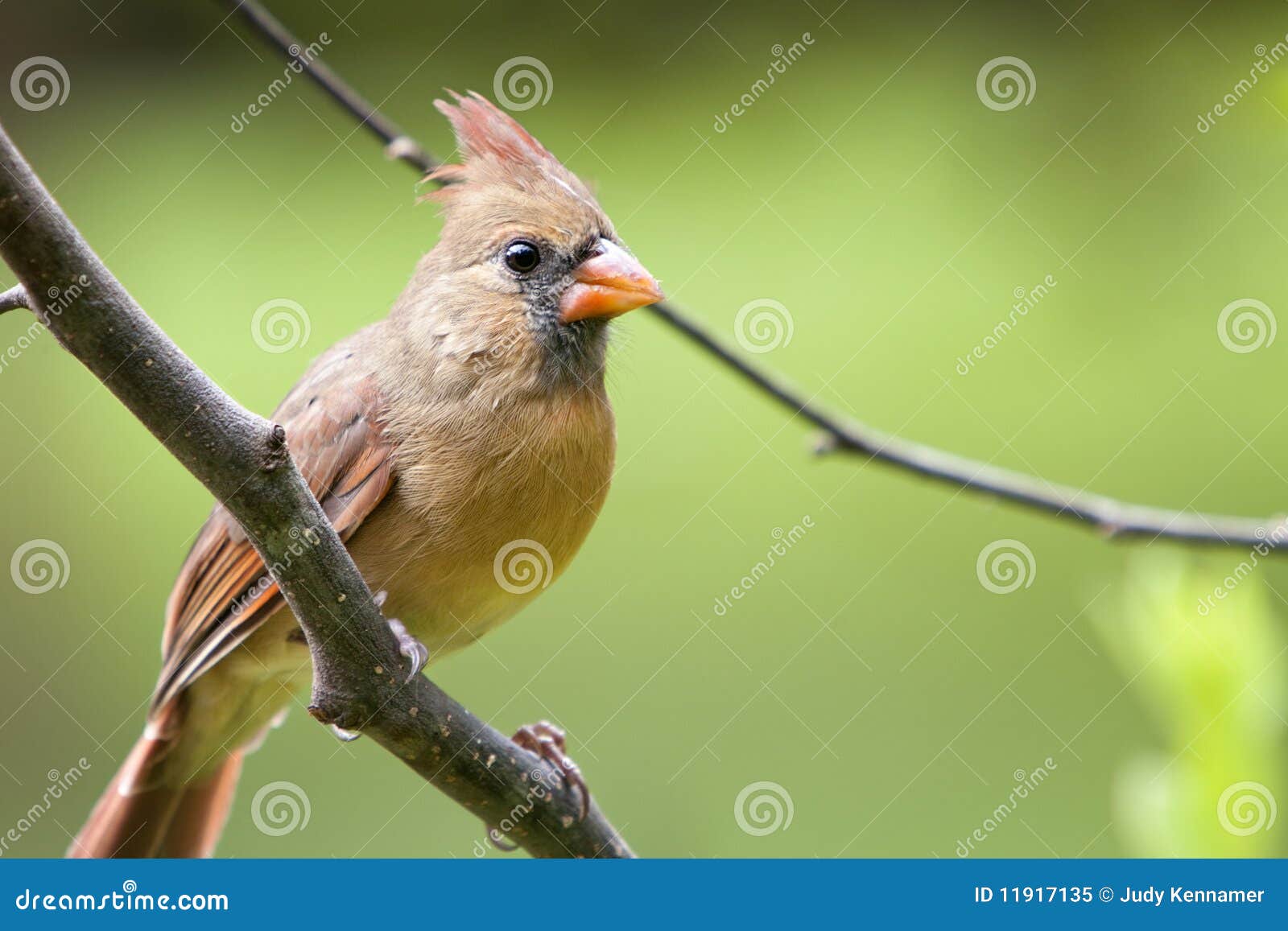 Female Northern Cardinal Bird Stock Image - Image of green, bird: 11917135