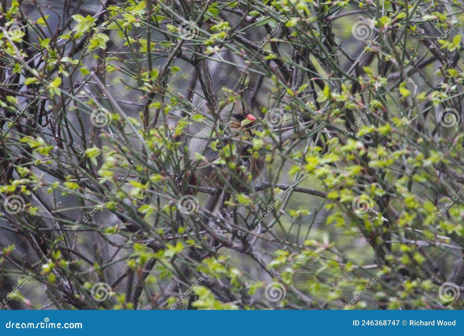 Female Northern Cardinal Bird Hiding in a Bush Stock Image - Image of ...