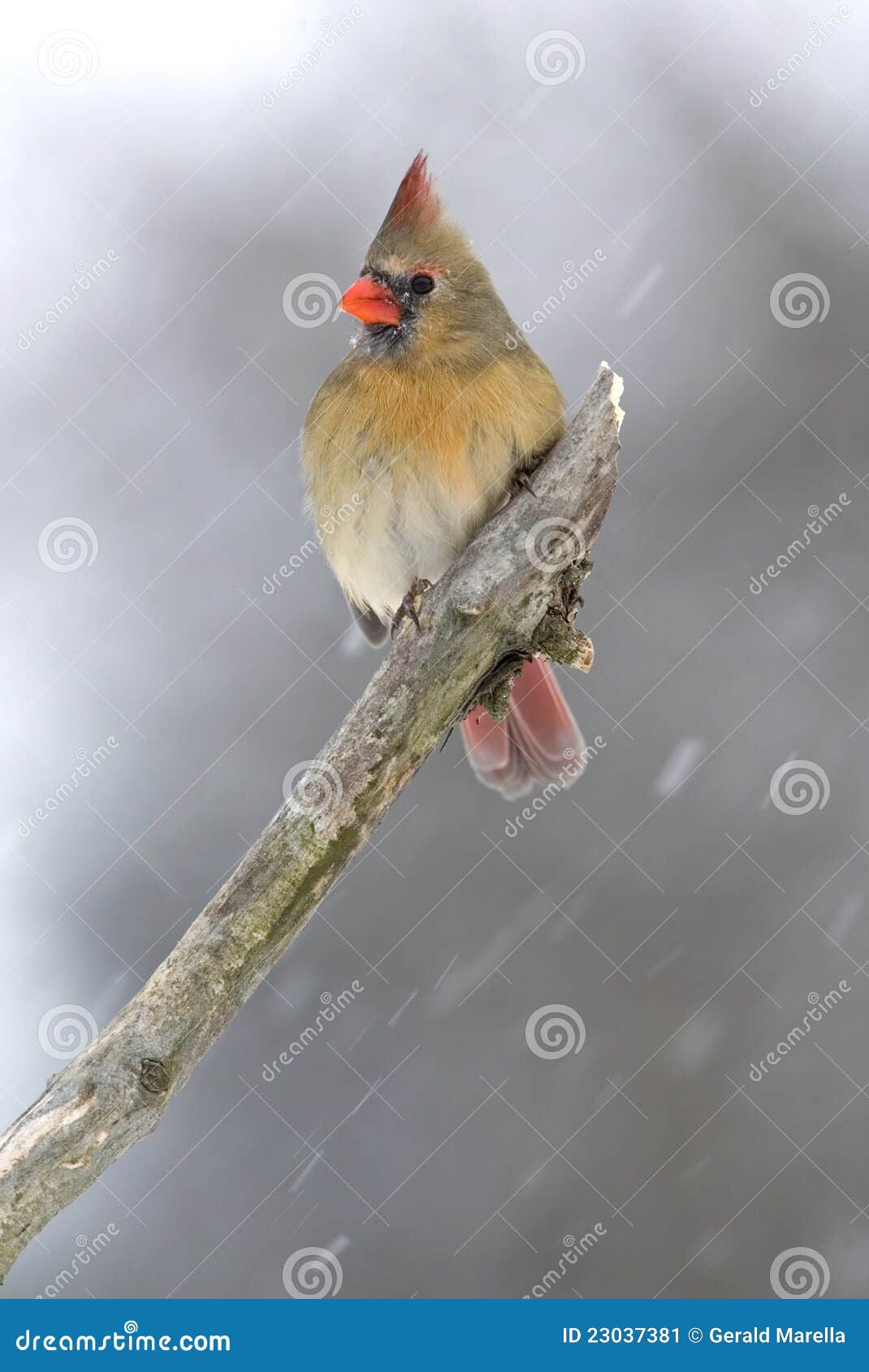 Female Northern Cardinal (Cardinalis Cardinalis) Stock Image - Image of ...