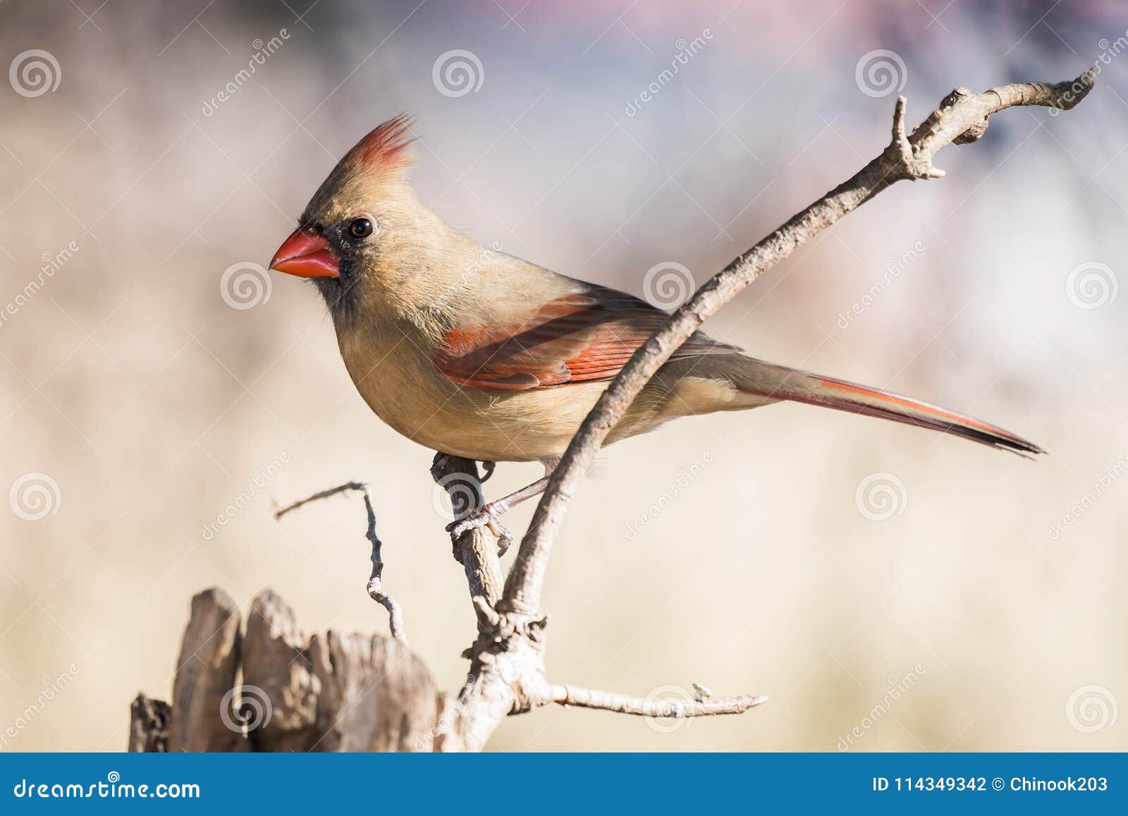 Female Northern Cardinal Cardinalis Cardinalis Stock Photo - Image of ...