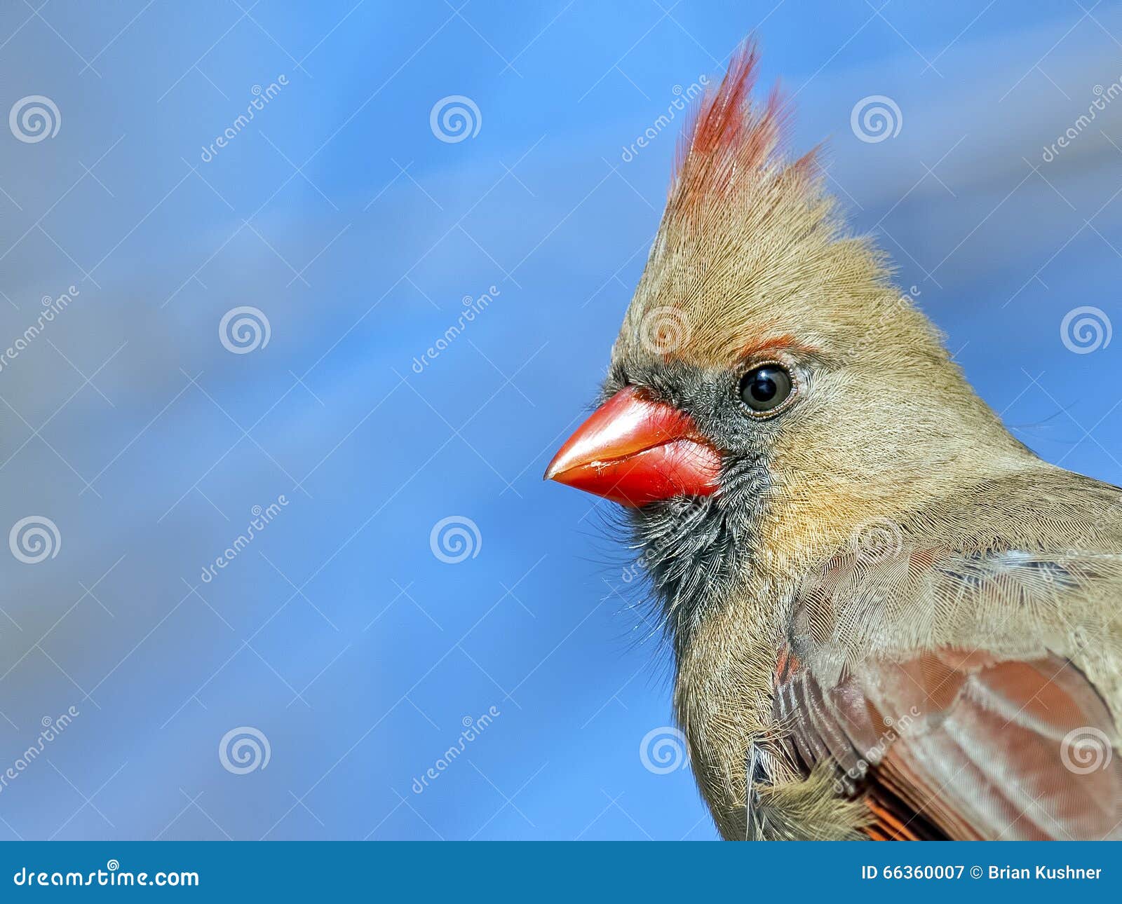 Female Northern Cardinal stock image. Image of close - 66360007