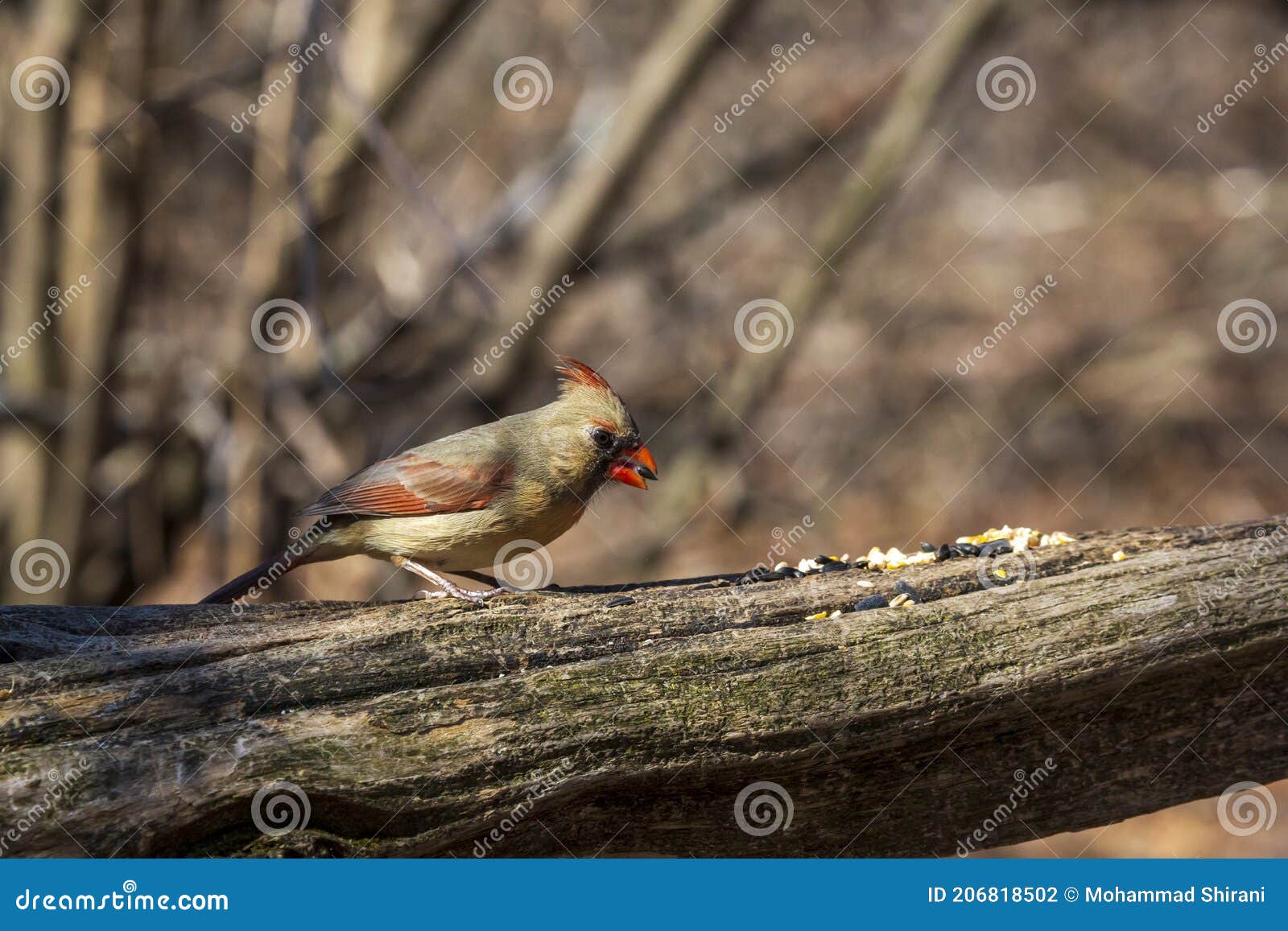Female Northern Cardinal Eating Stock Photo - Image of wood, stump ...