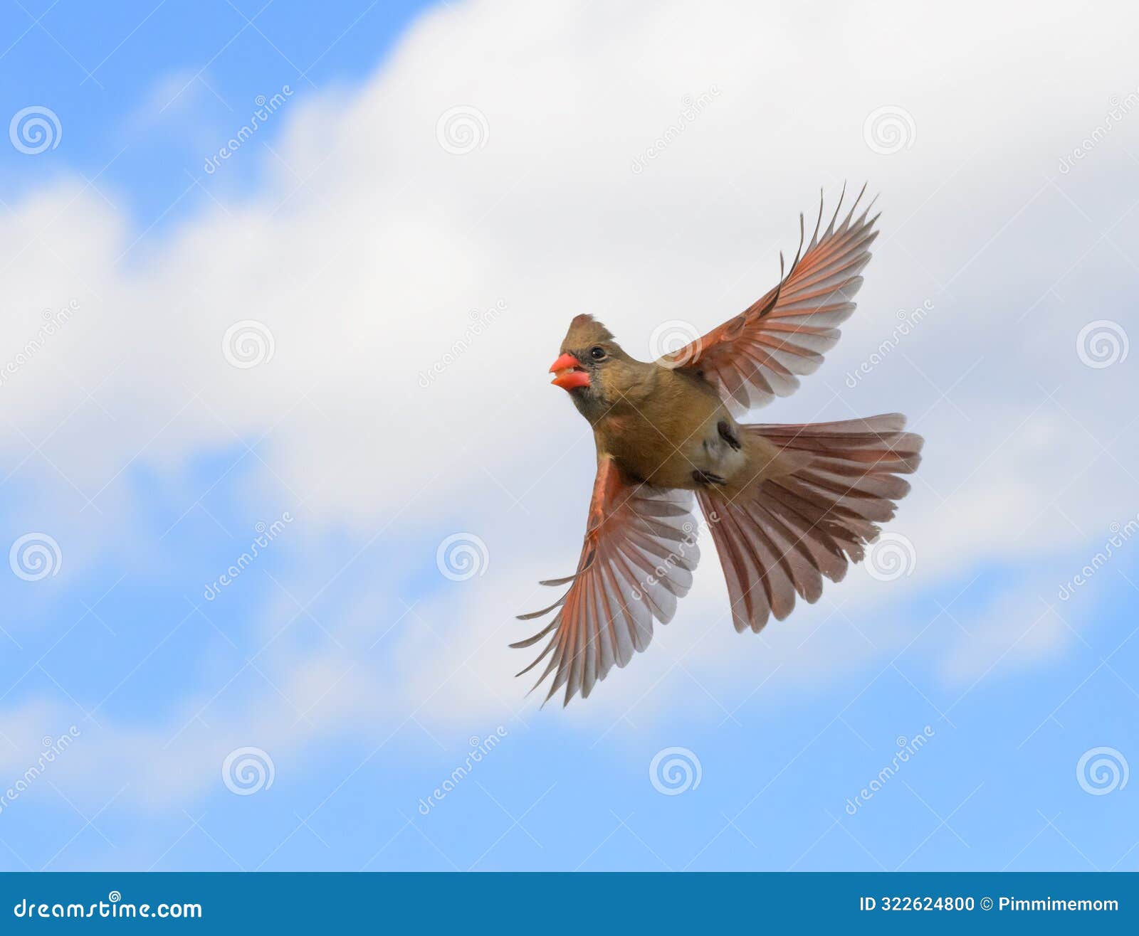 Female Northern Cardinal in Flight, with Cloudy Sky Stock Photo - Image ...