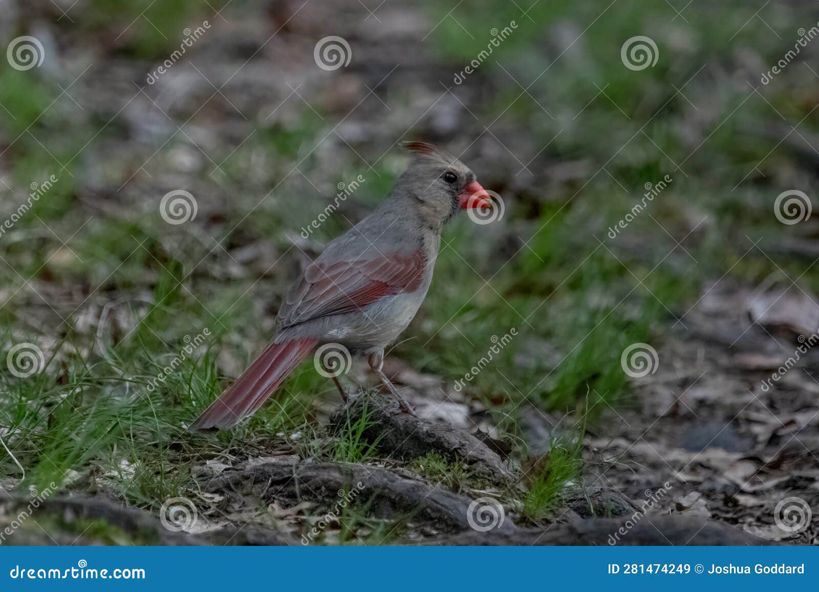 Female Northern Cardinal on Ground Stock Image - Image of bird ...
