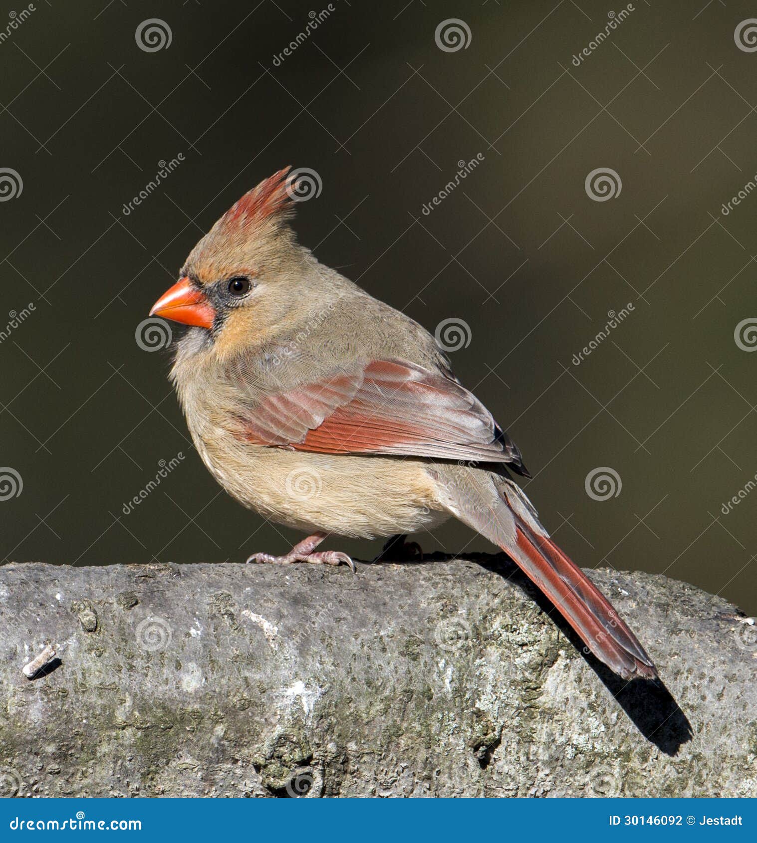 Female Northern Cardinal stock photo. Image of beak, bird - 30146092