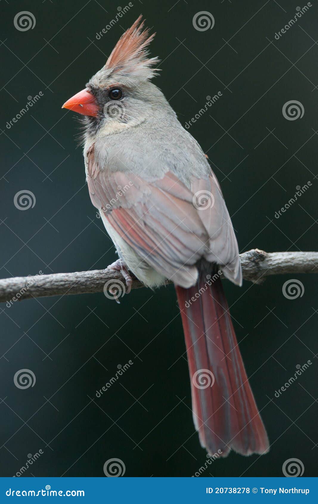 Female Northern Cardinal Perched Stock Photo - Image of cardinal, avian ...
