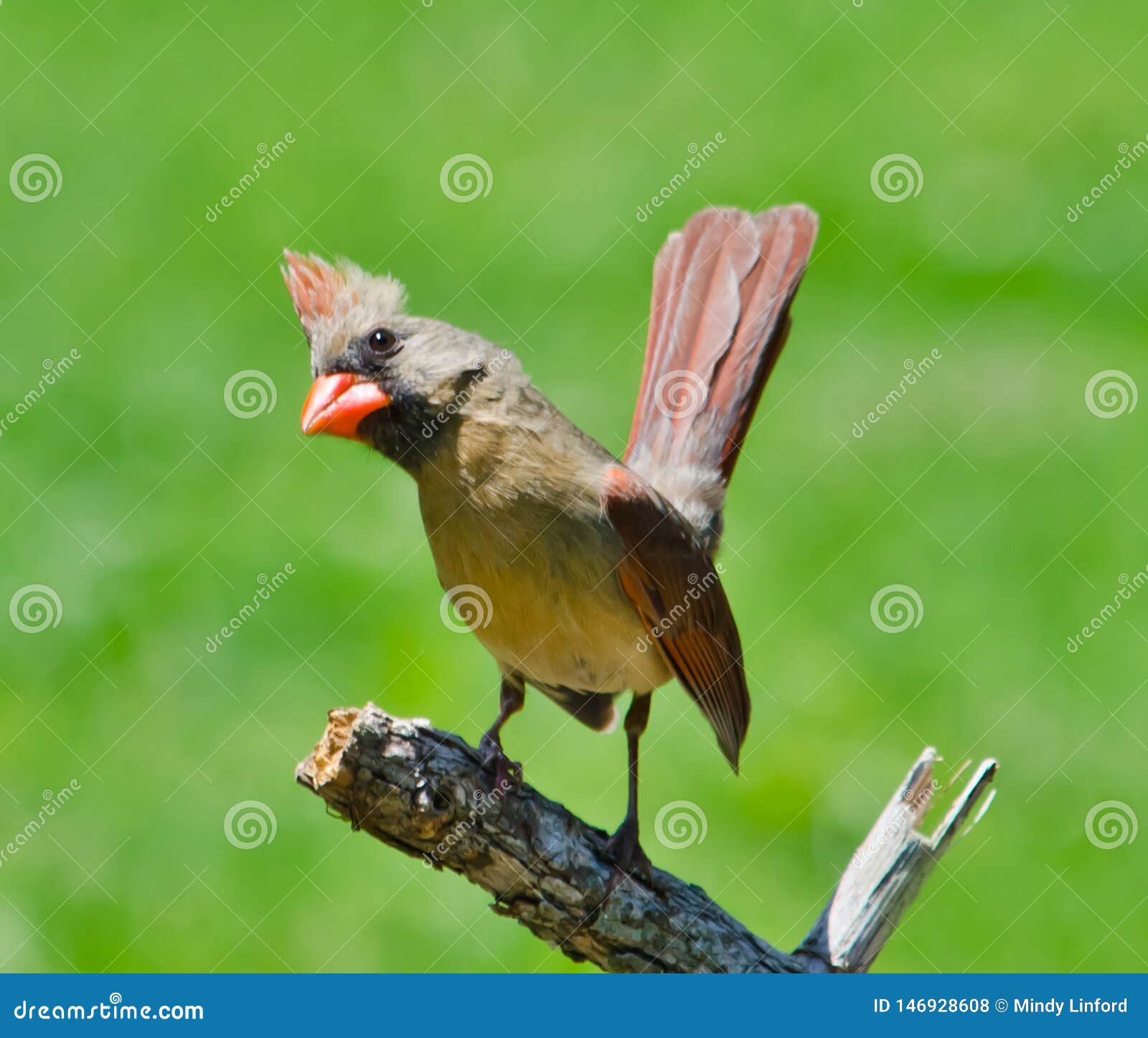 Female Northern Cardinal Perched Stock Photo - Image of avian, branch ...