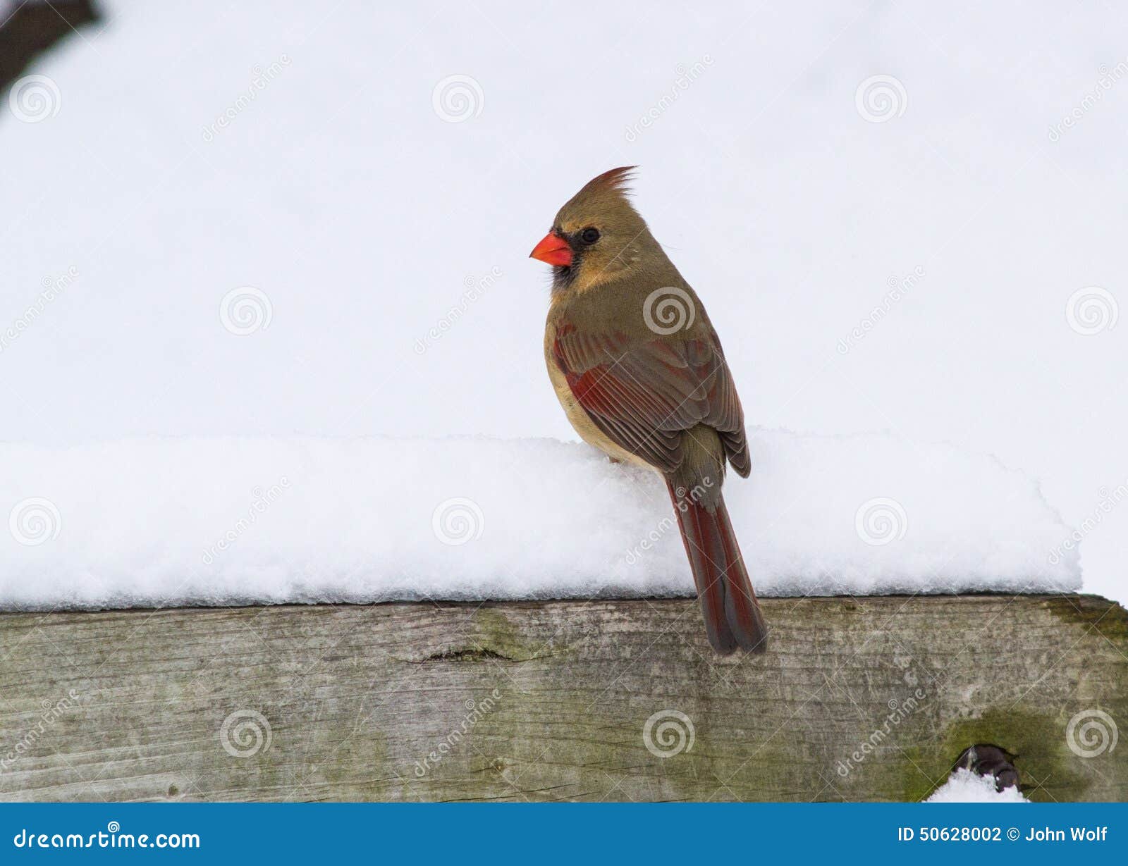A Female Northern Cardinal on a Snowy Perch Stock Photo - Image of ...