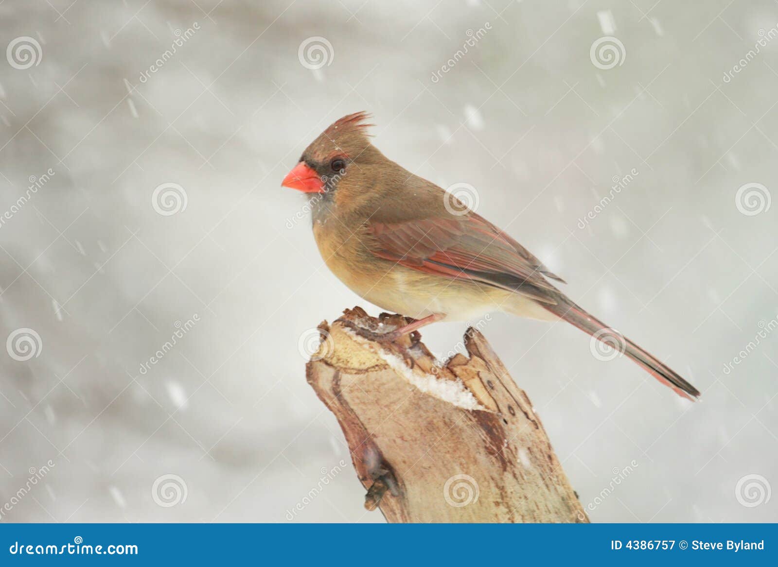Female Northern Cardinal in Winter Stock Image - Image of animal, snow ...
