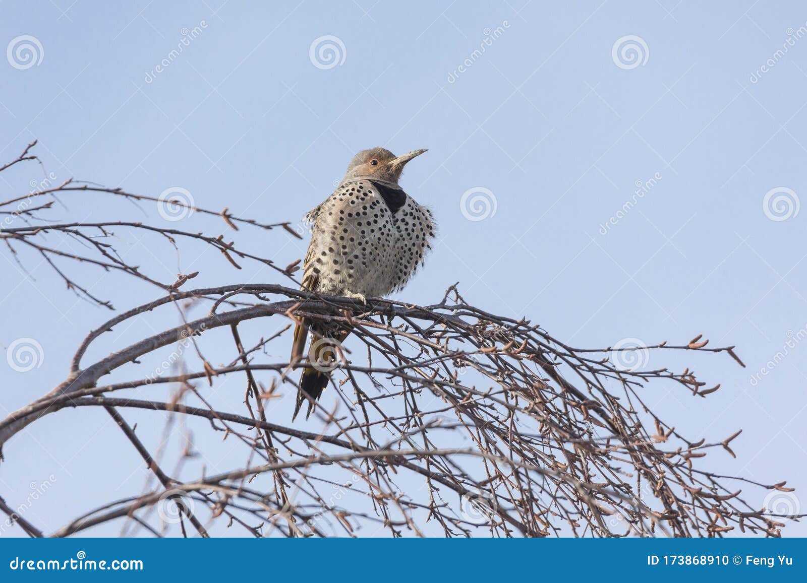 Female northern flicker stock photo. Image of female - 173868910