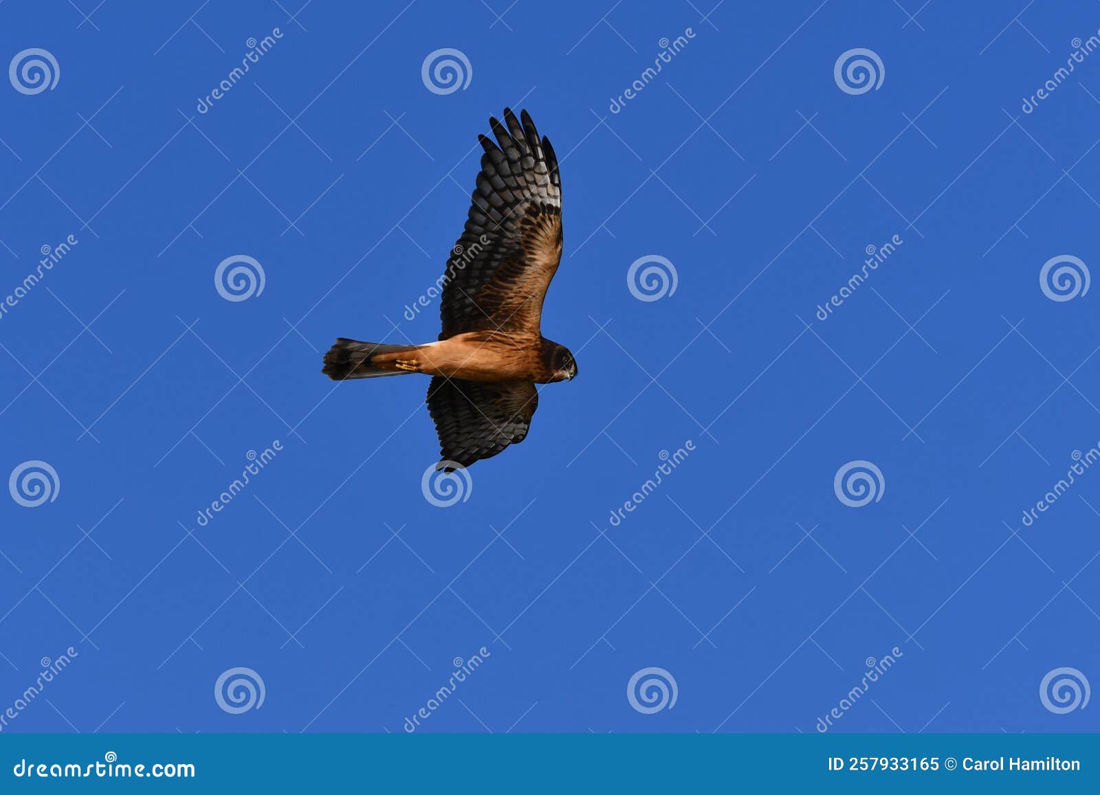 Northern Harrier in flight stock image. Image of birds - 257933165