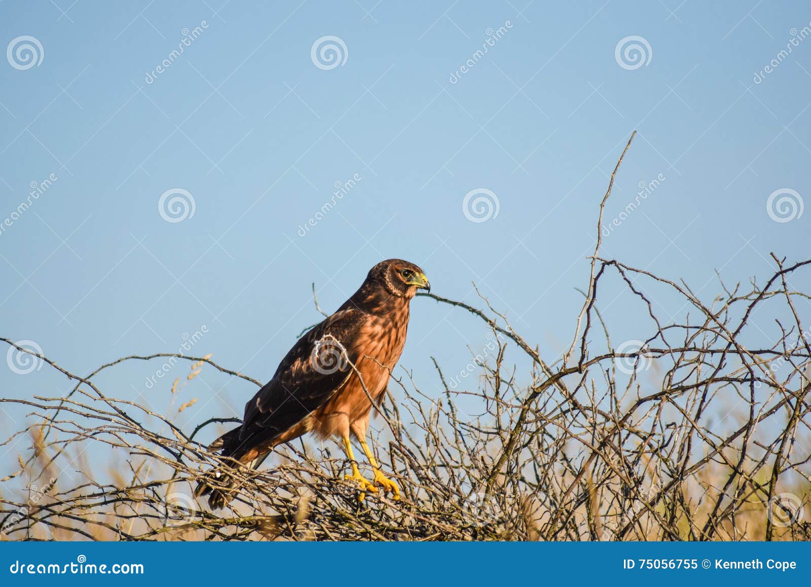 Female Northern Harrier. stock image. Image of endangered - 75056755