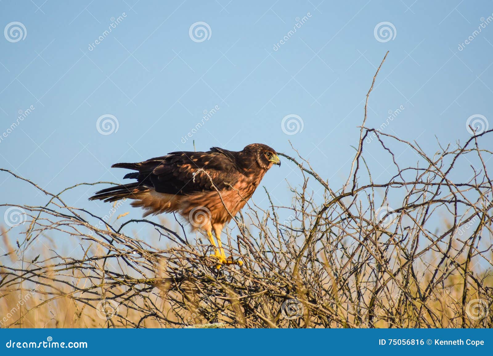 Female Northern Harrier. stock photo. Image of endangered - 75056816