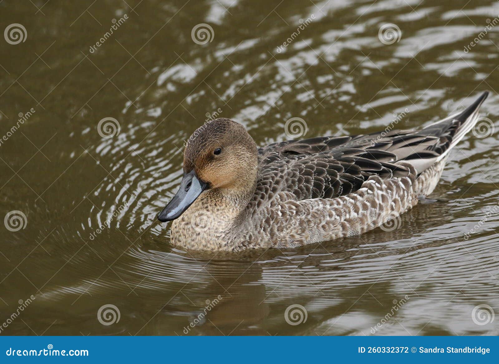 A Female Northern Pintail Duck, Anas Acuta, Swimming On A Lake At ... A Female Northern Pintail Duck, Anas Acuta, Swimming On A Lake At ...