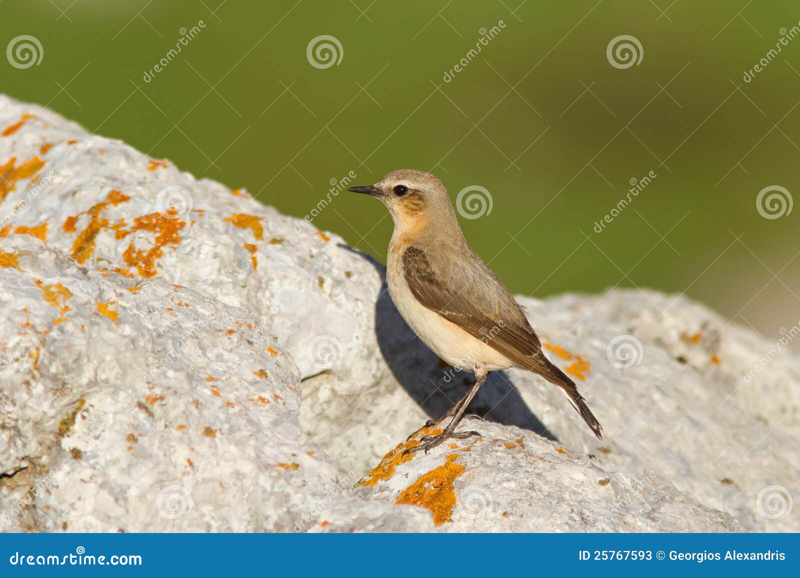 Female Northern Wheatear stock image. Image of birds - 25767593