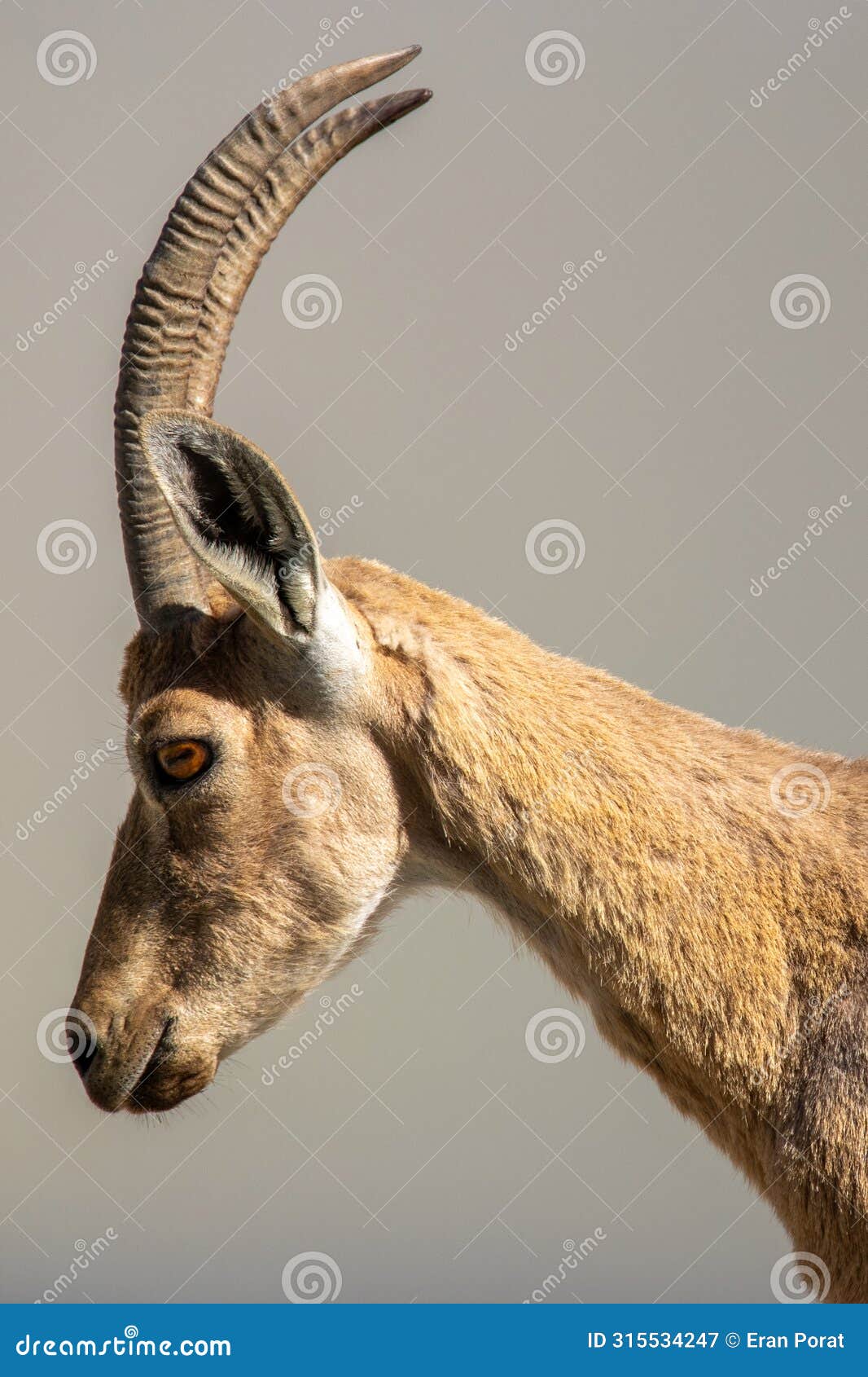 Female Nubian ibex stock image. Image of zoom, ibex - 315534247