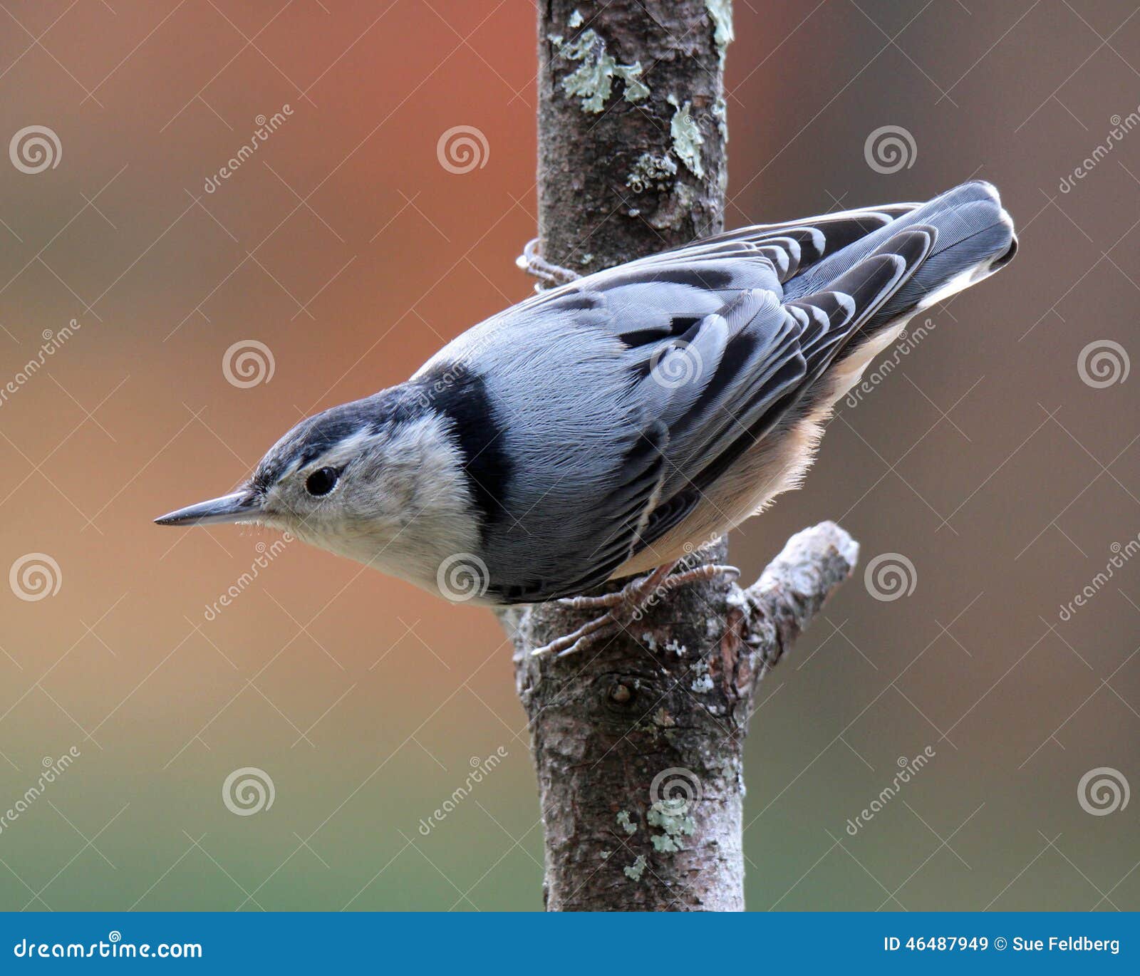 Female Nuthatch in Fall stock image. Image of black, massachusetts ...