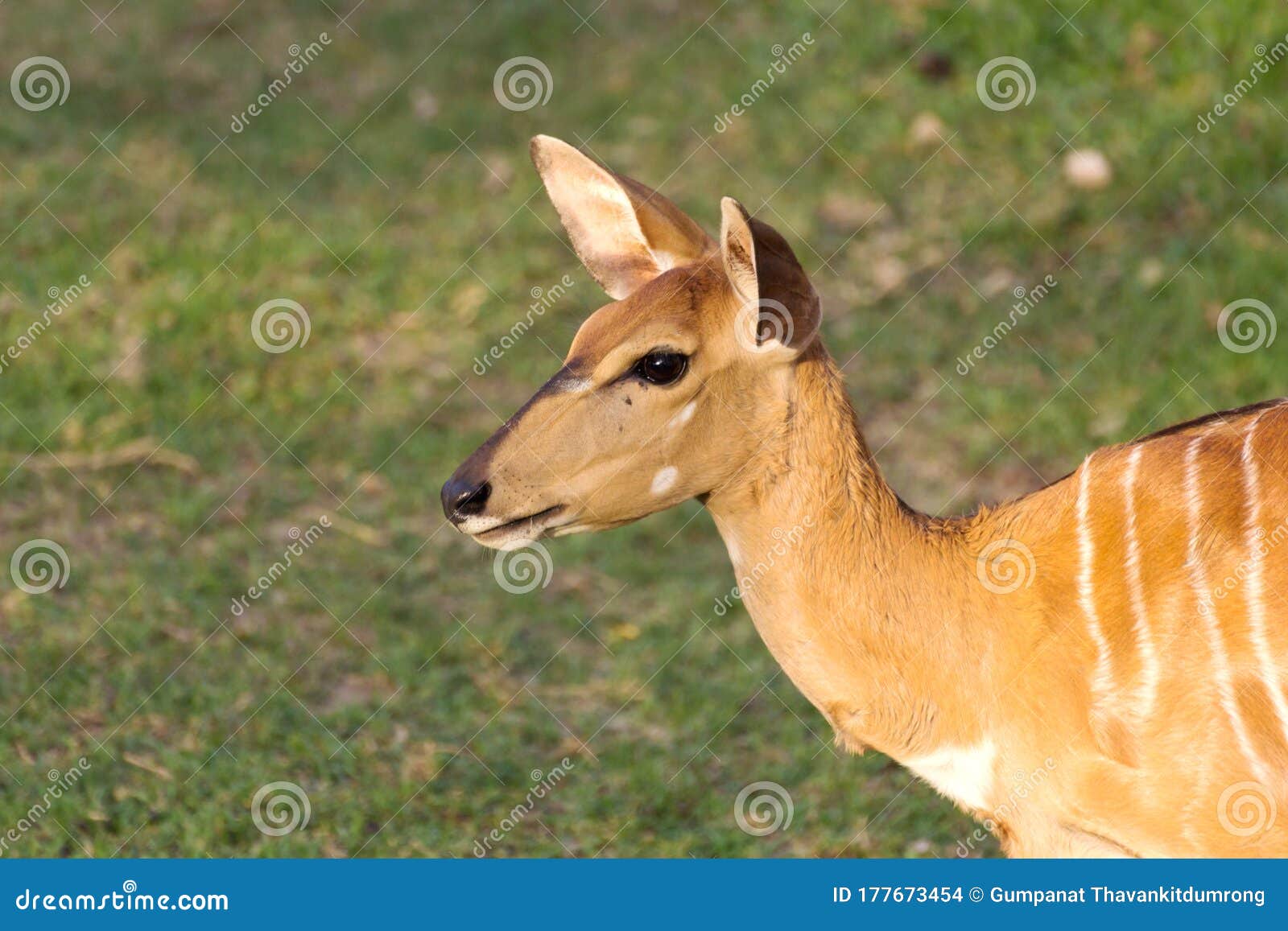 Female Nyala Antelope (Nyala Angasii), Also Called Inyala Stock Photo ...