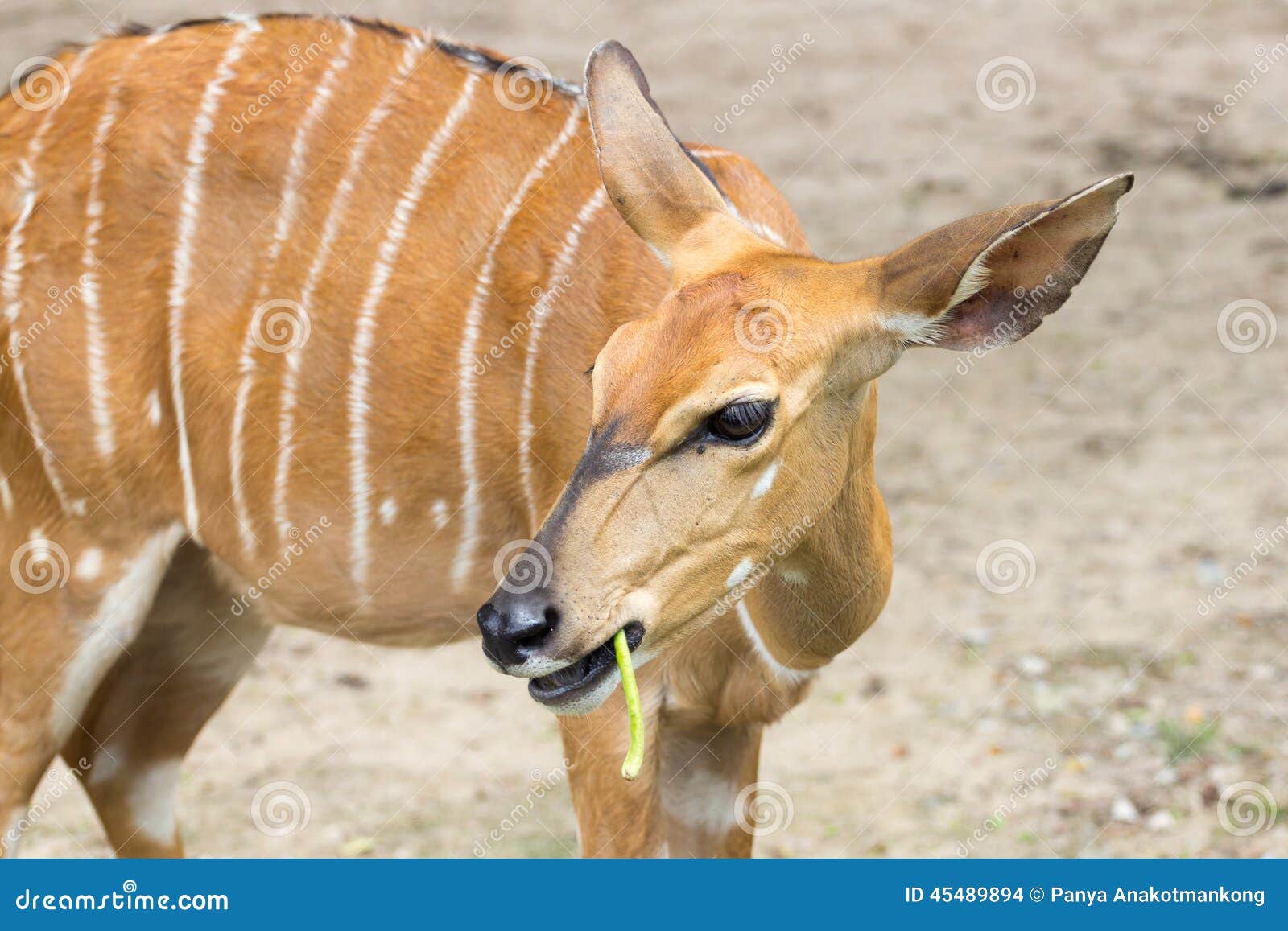 Female nyala stock photo. Image of deer, head, nyala - 45489894