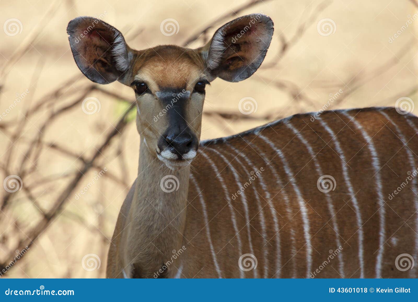 Female Nyala stock photo. Image of ears, horns, conservation - 43601018