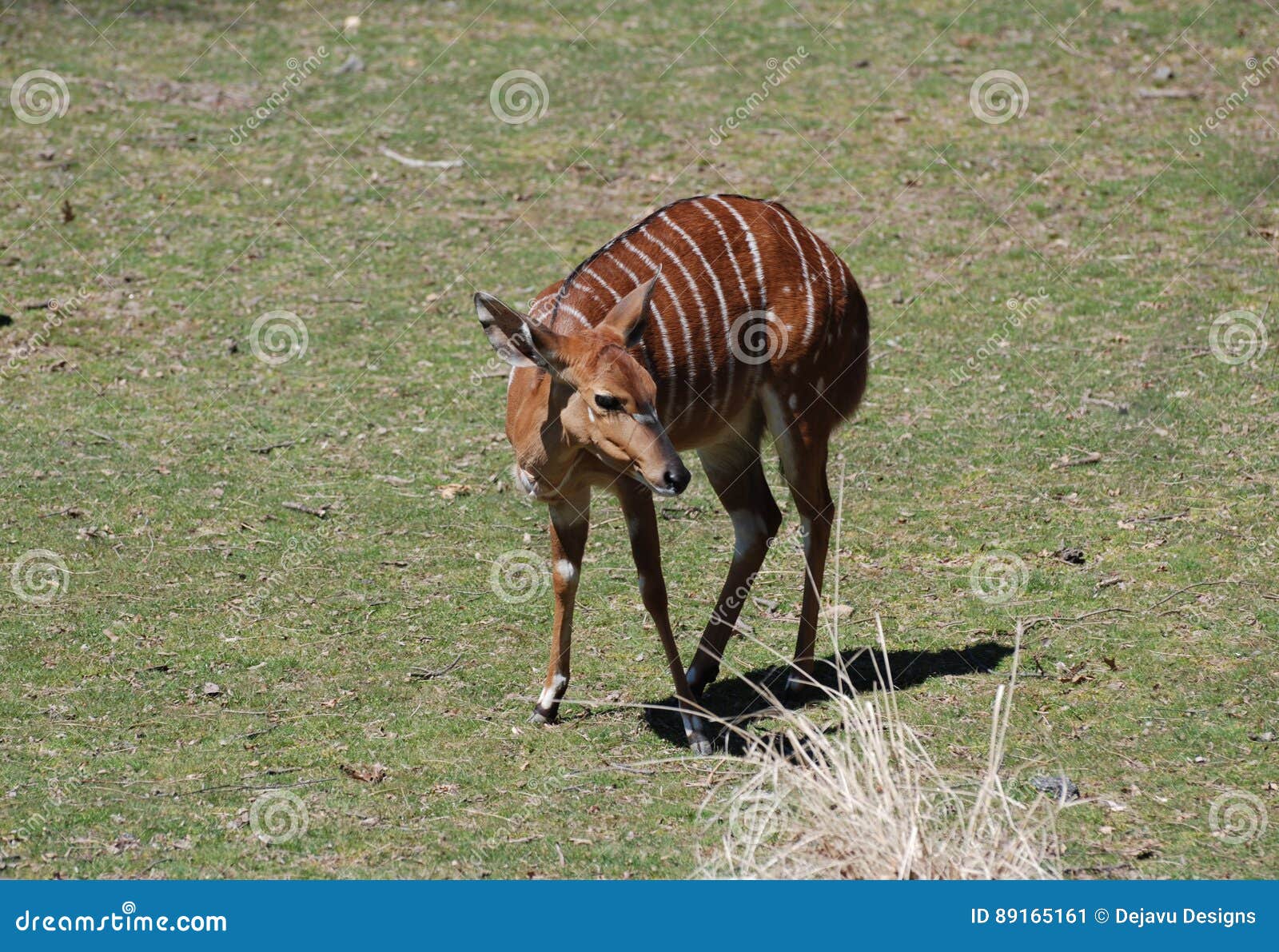 Female Nyala Standing on the Plains Stock Image - Image of close ...